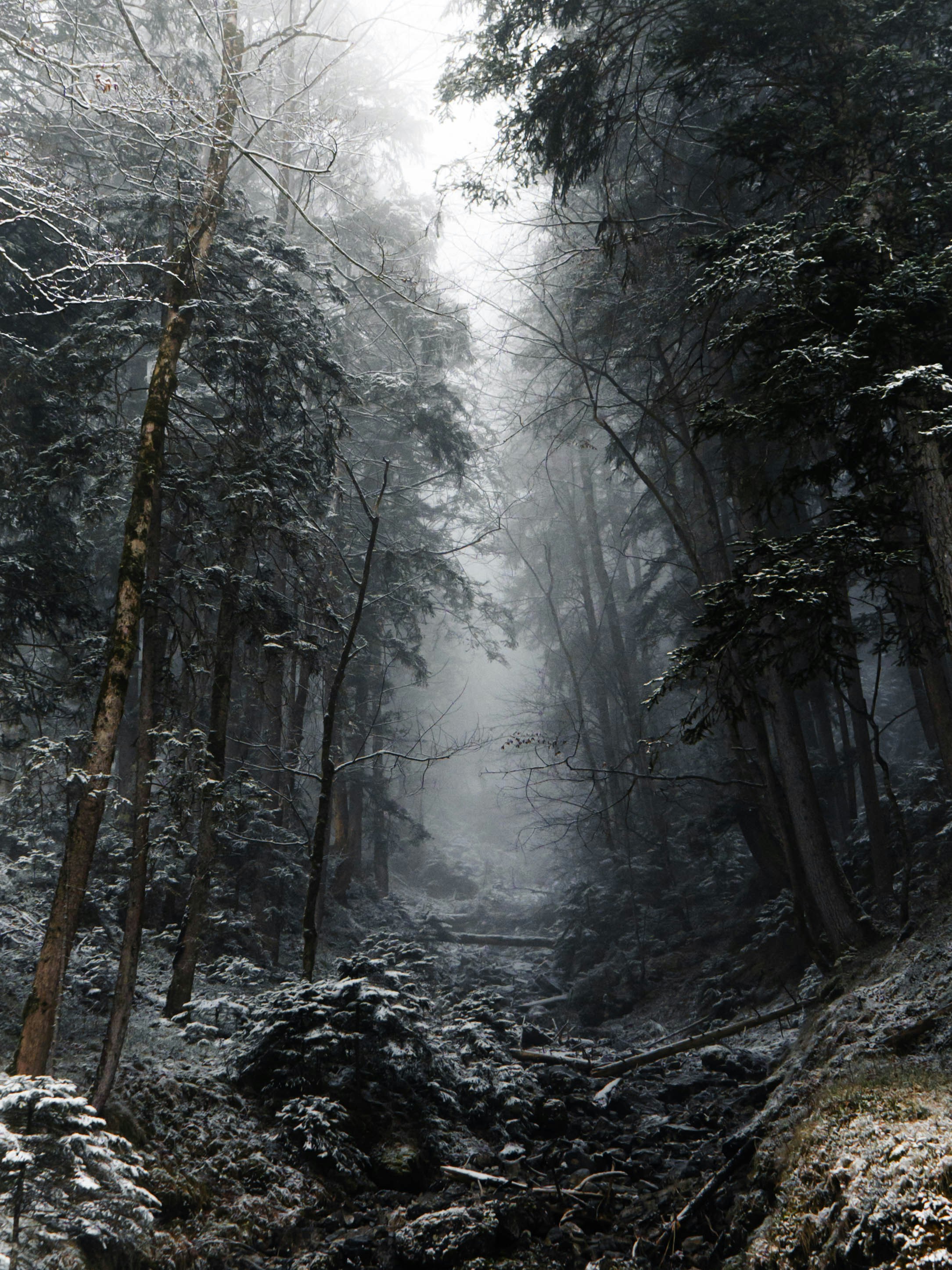 Whispers of the Frosted Forest