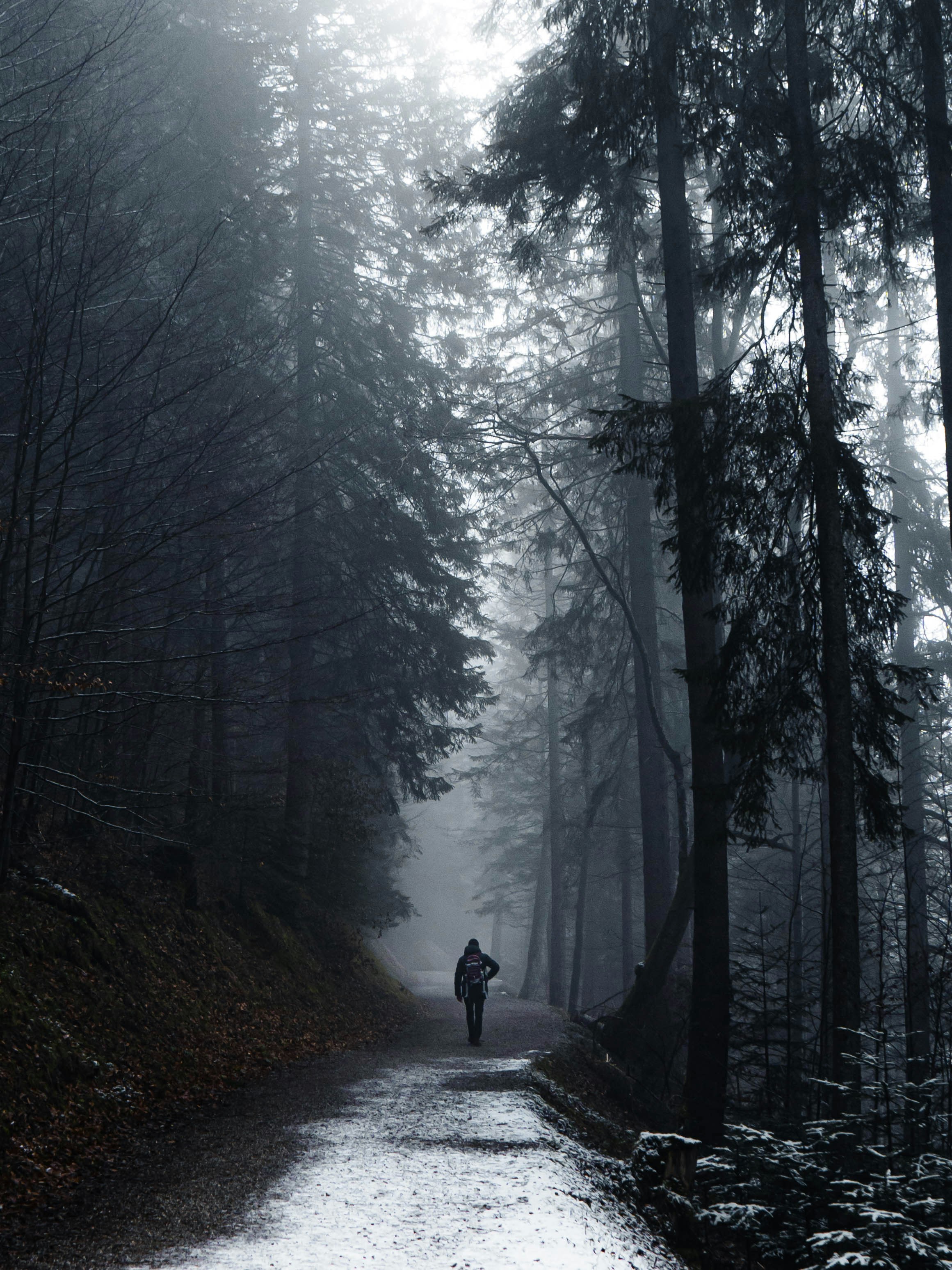 A lone figure walks along a misty path, surrounded by towering trees in a serene forest. The atmosphere is thick with fog, creating a sense of mystery.