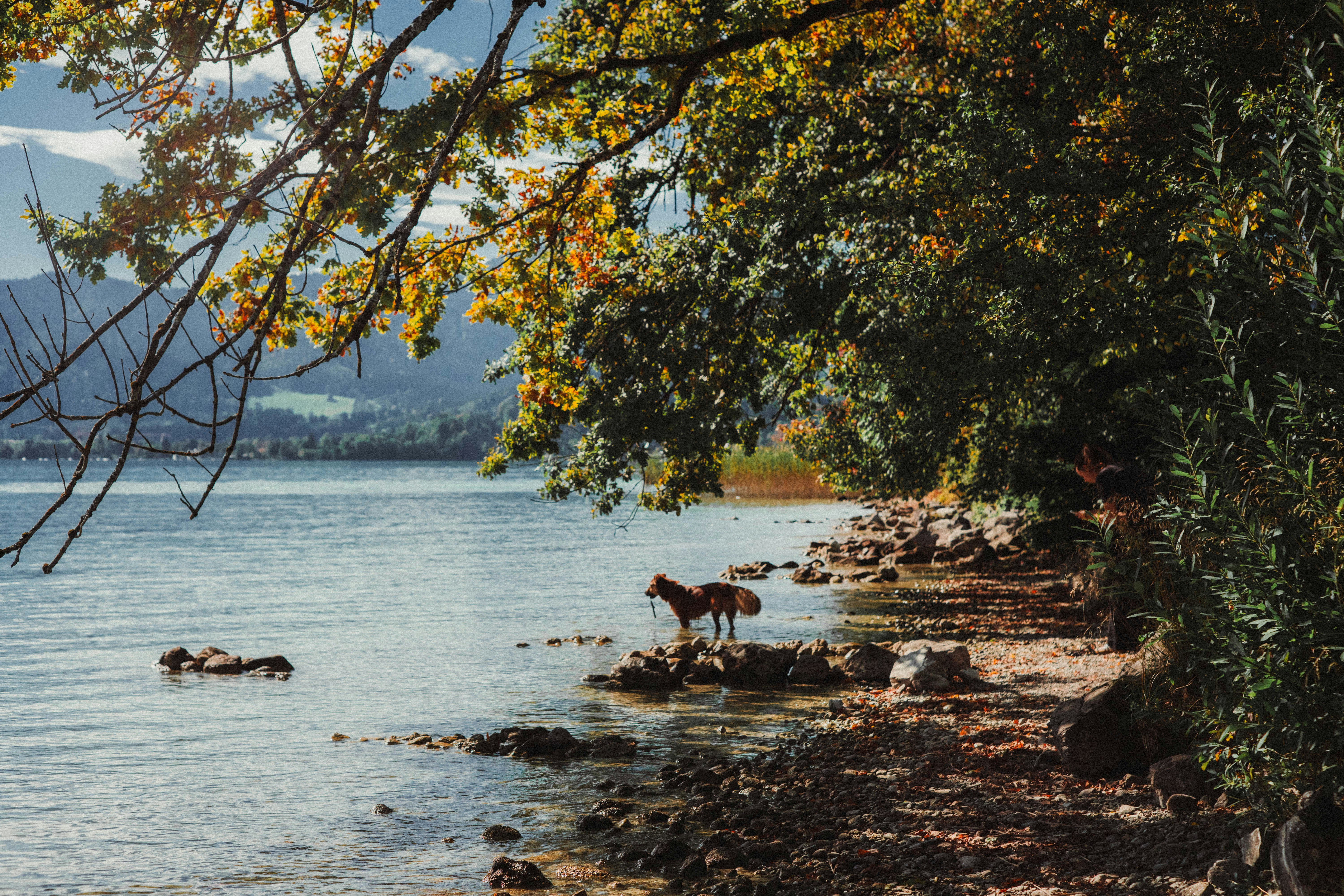 A dog exploring the rocky shoreline under a canopy of autumn leaves, reflecting the tranquil beauty of nature. The calm water mirrors the vibrant colors of the season.