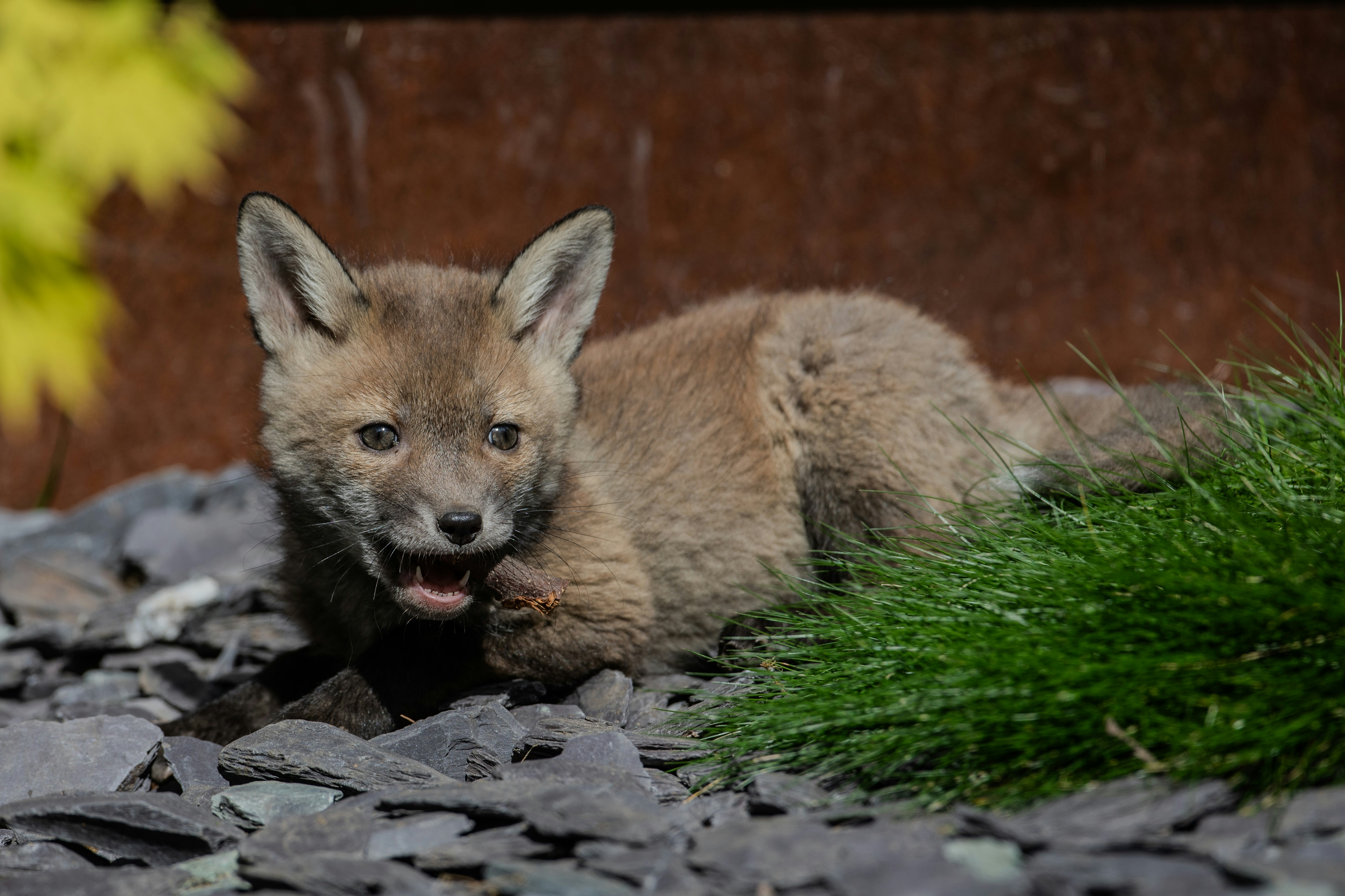 Young fox playfully interacting with its surroundings among slate stones and greenery.