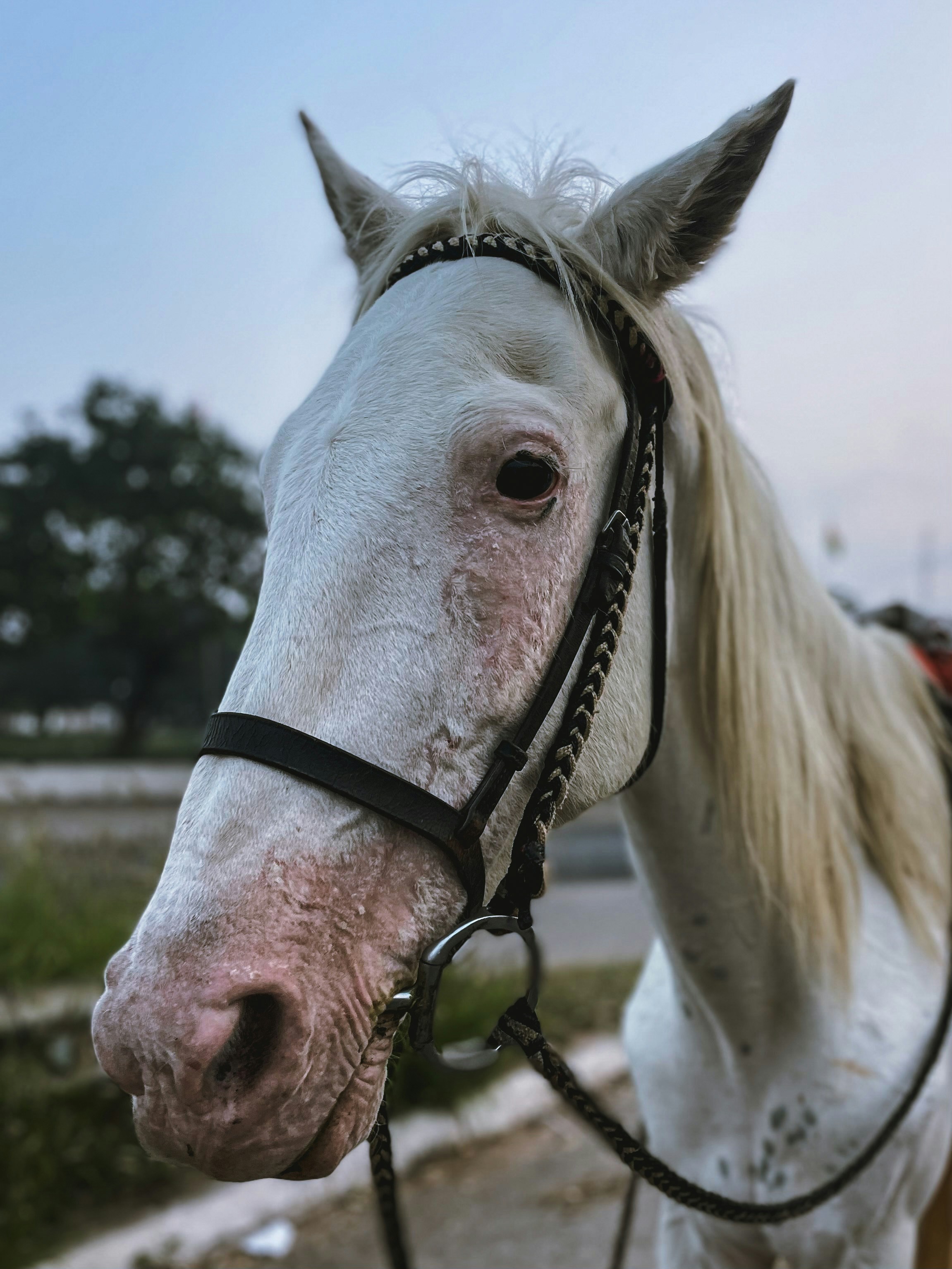 Equine Elegance at Dusk