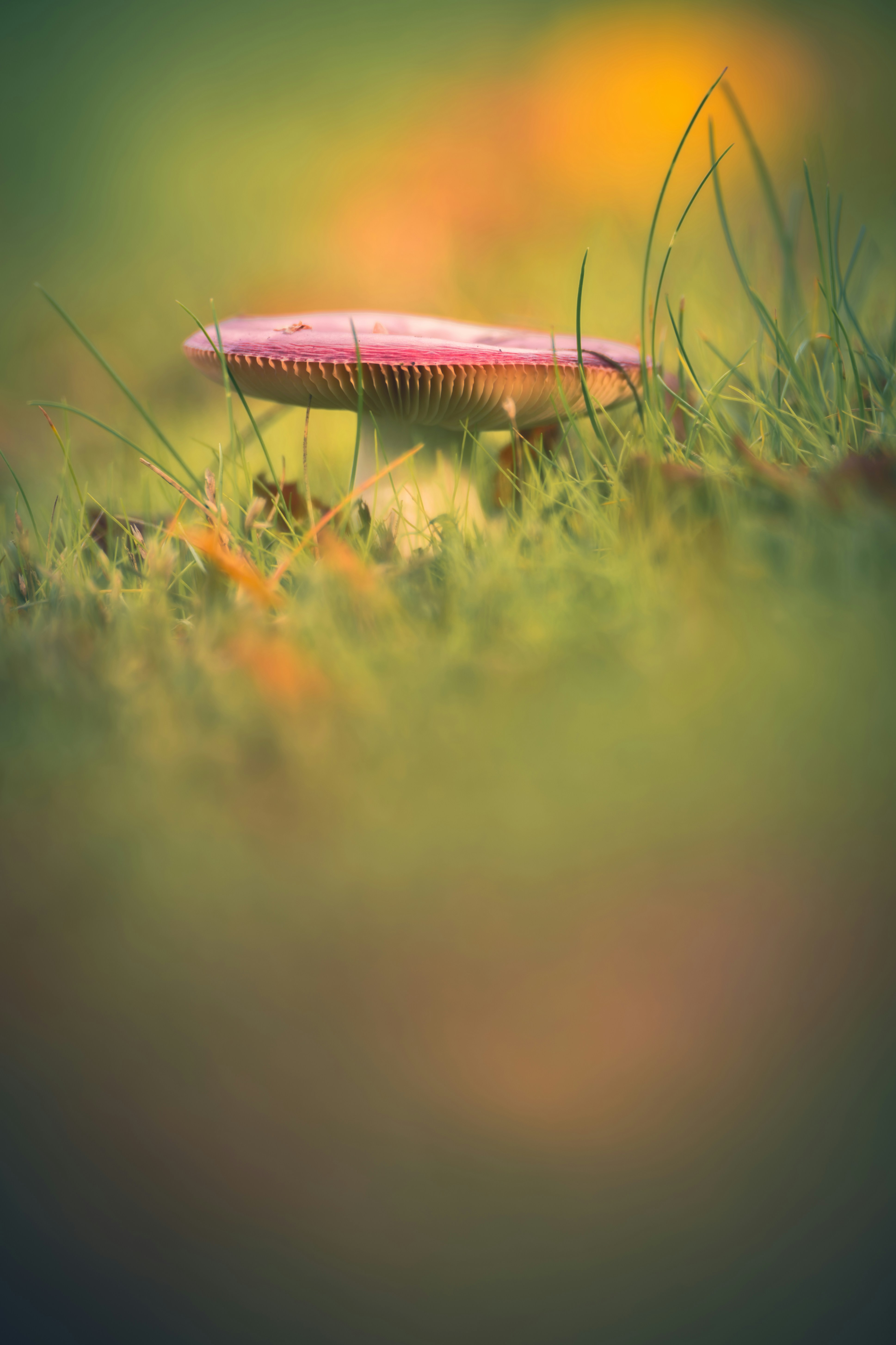 Pink-capped Mushroom in a Dreamy Meadow