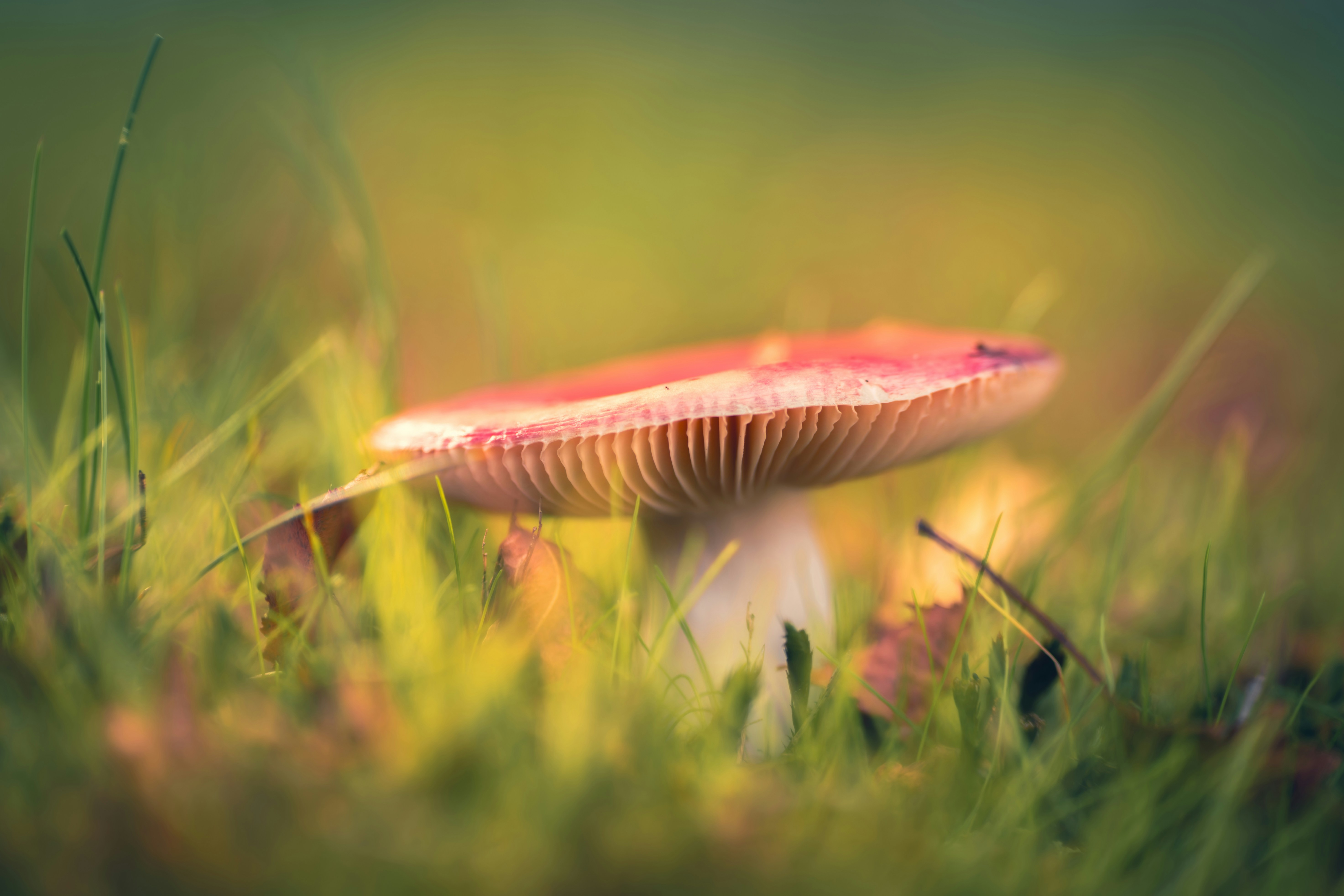 Crimson Cap in Velvet Grass