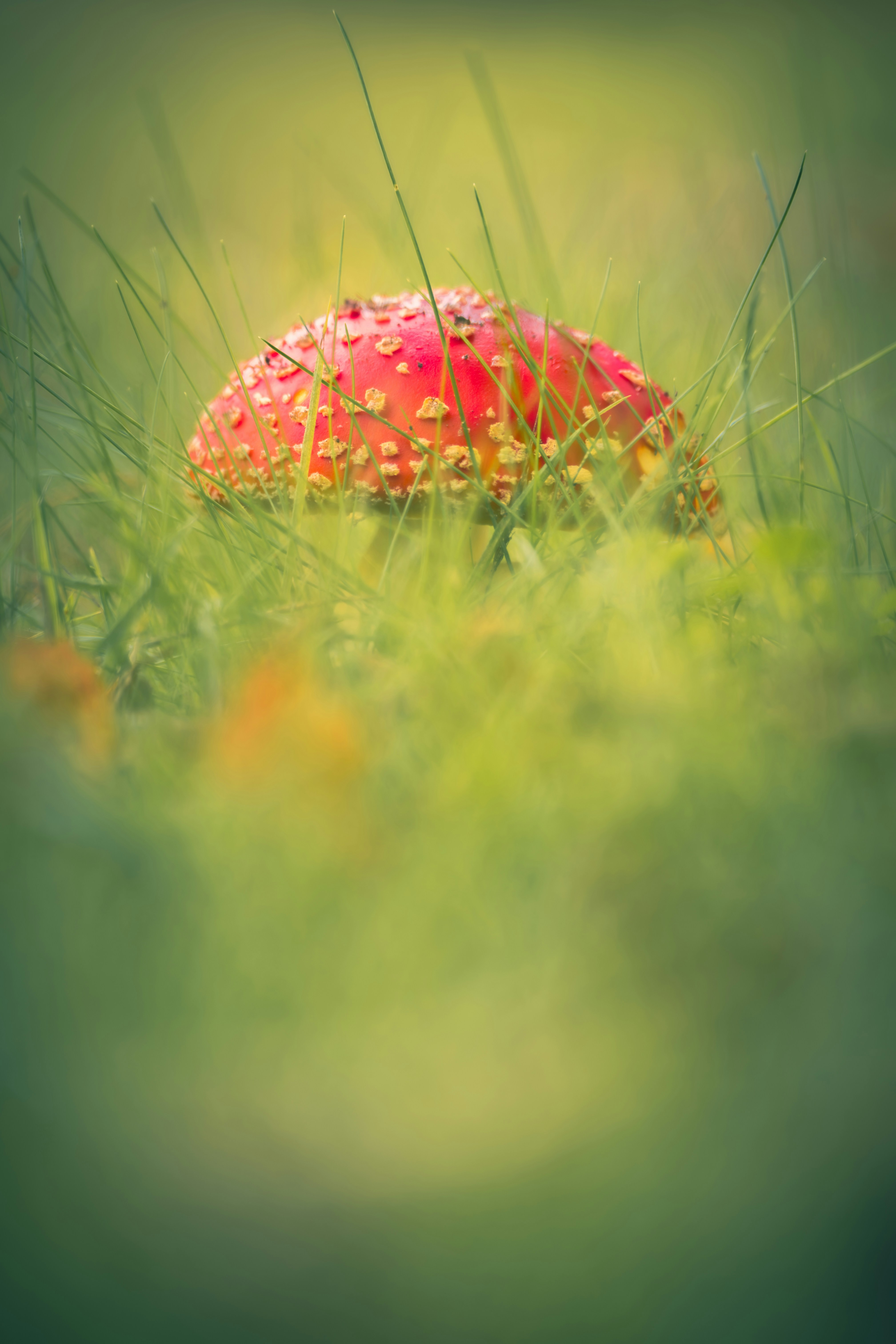 Whispers of the Forest Floor
