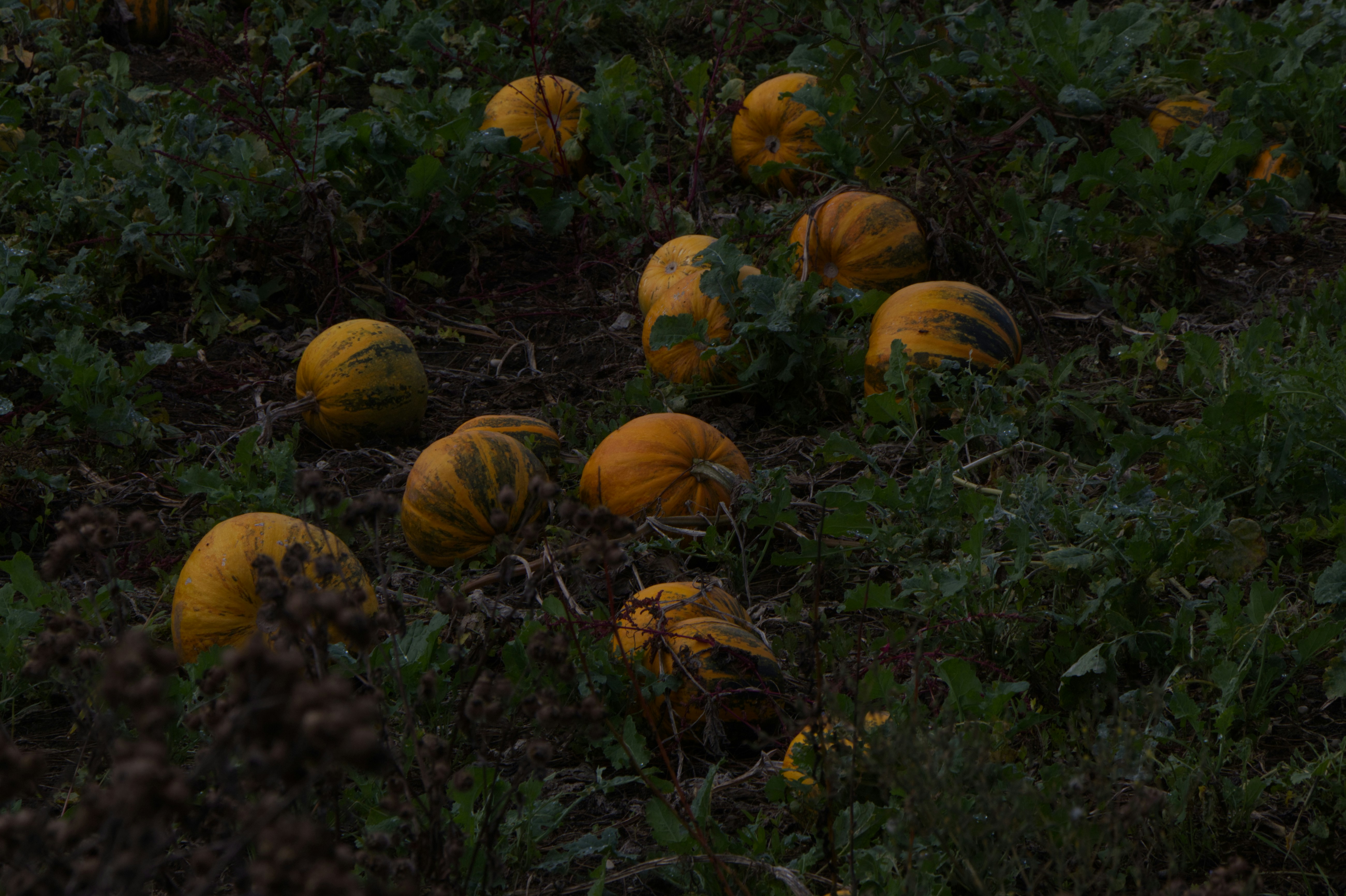 Dusky Patch: Subtle Glow Reveals a Quiet Pumpkin Harvest
