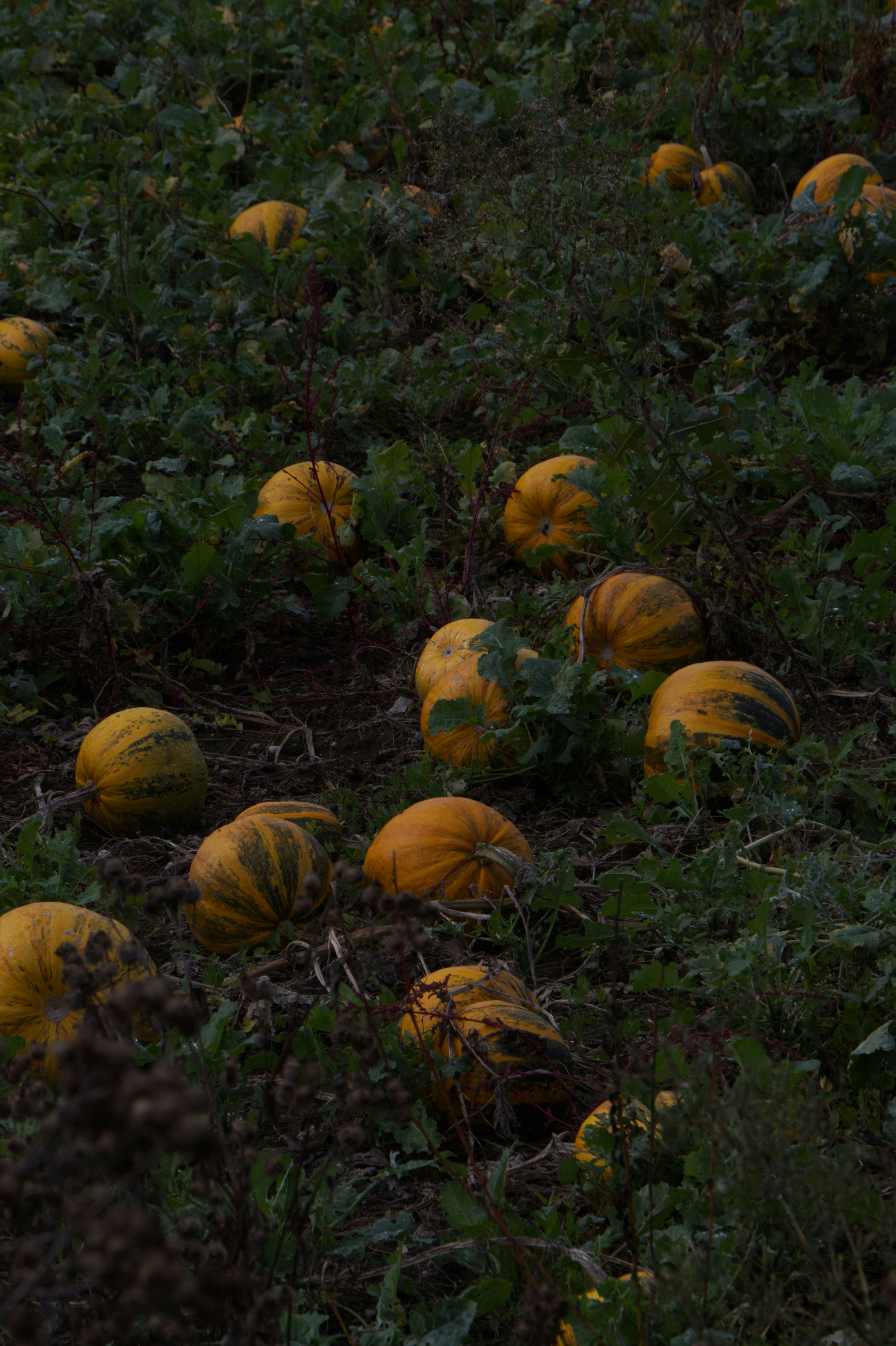 A little green pumpkin patch ready for harvest on a September day | Yellow gourds scattered across a field