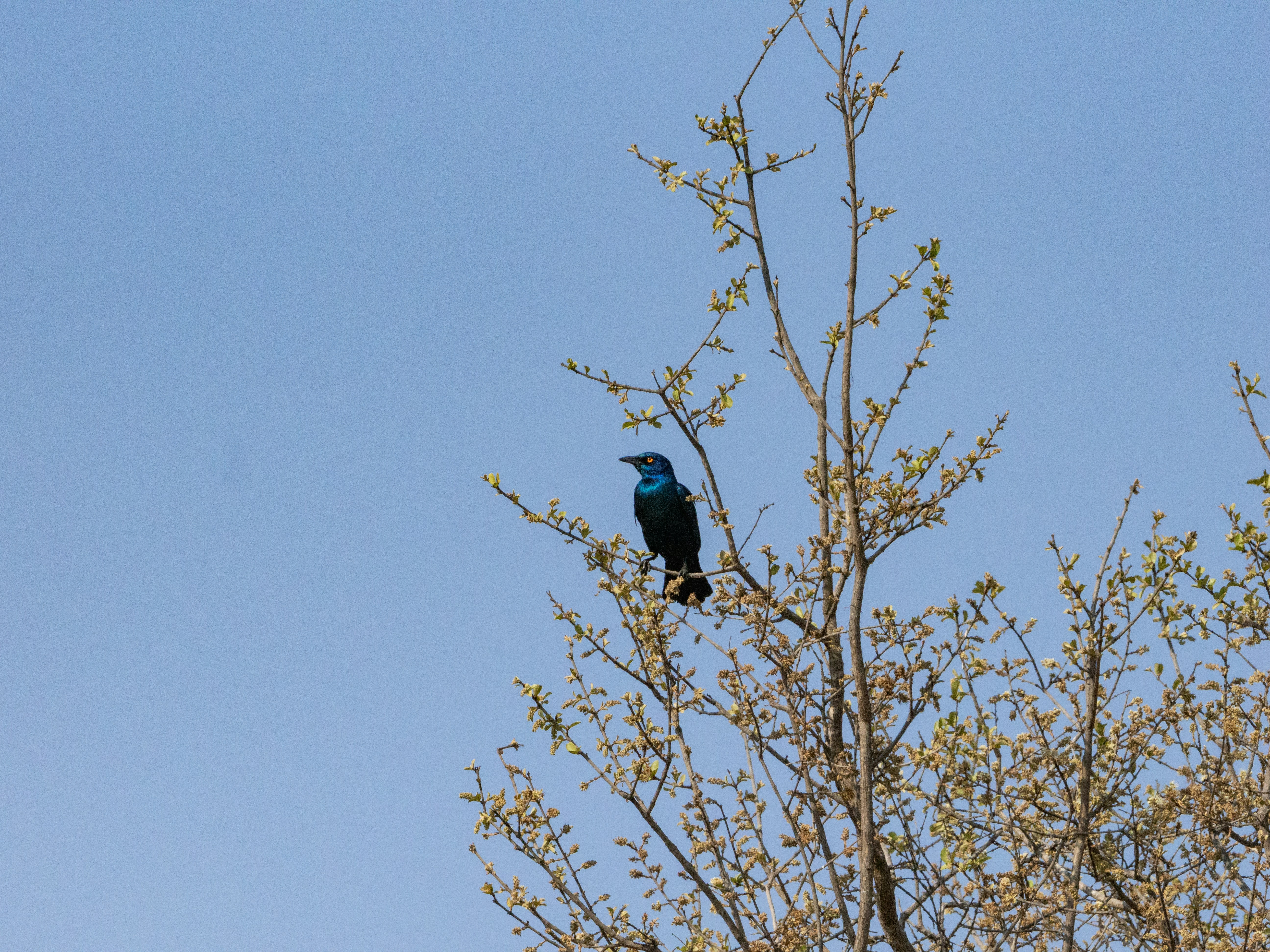 A blue bird perched on a tree branch.
