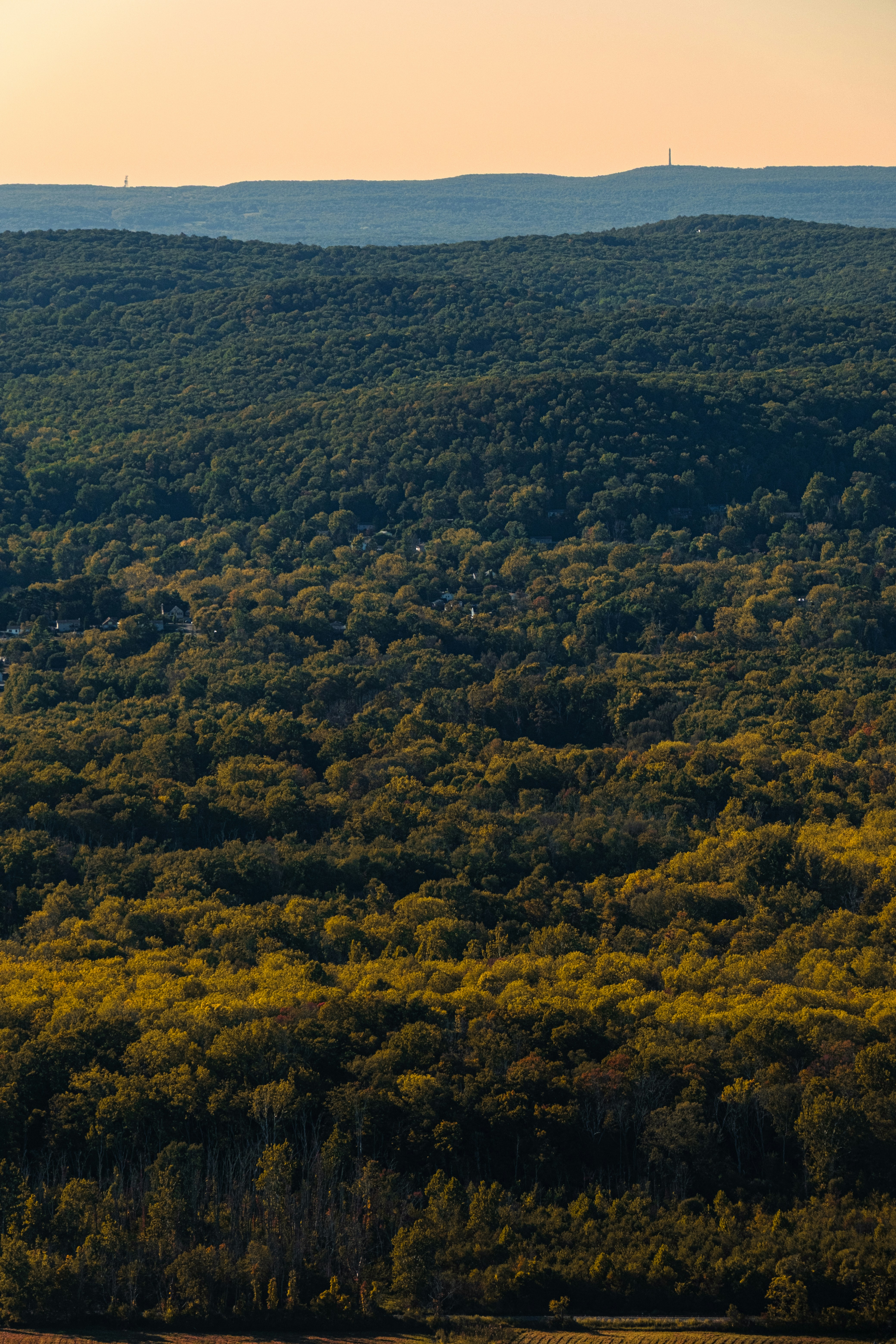 Vast expanse of green trees with hints of autumn colors, stretching across rolling hills under a soft evening sky.