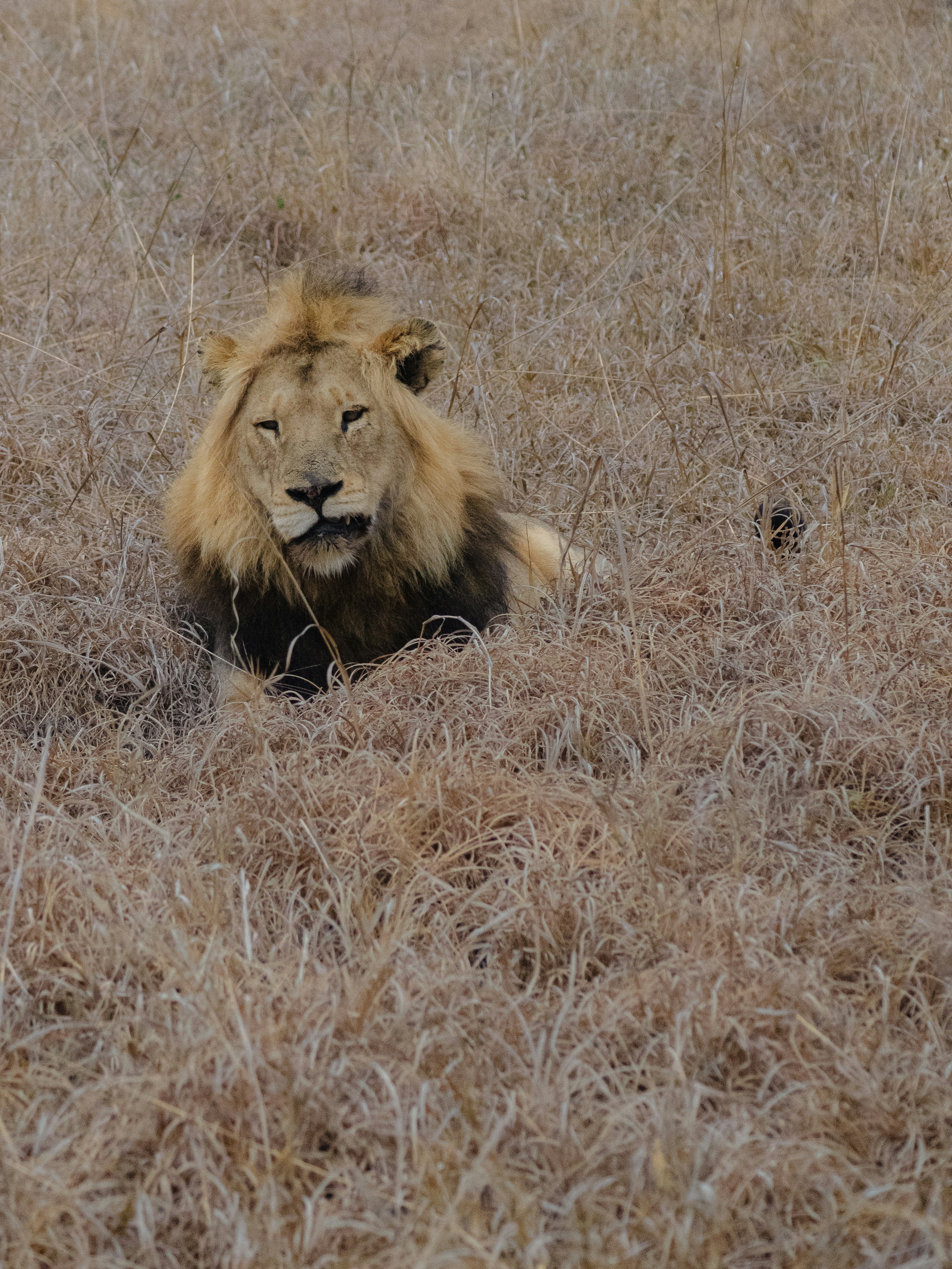 A lion rests in dry, tall grass.