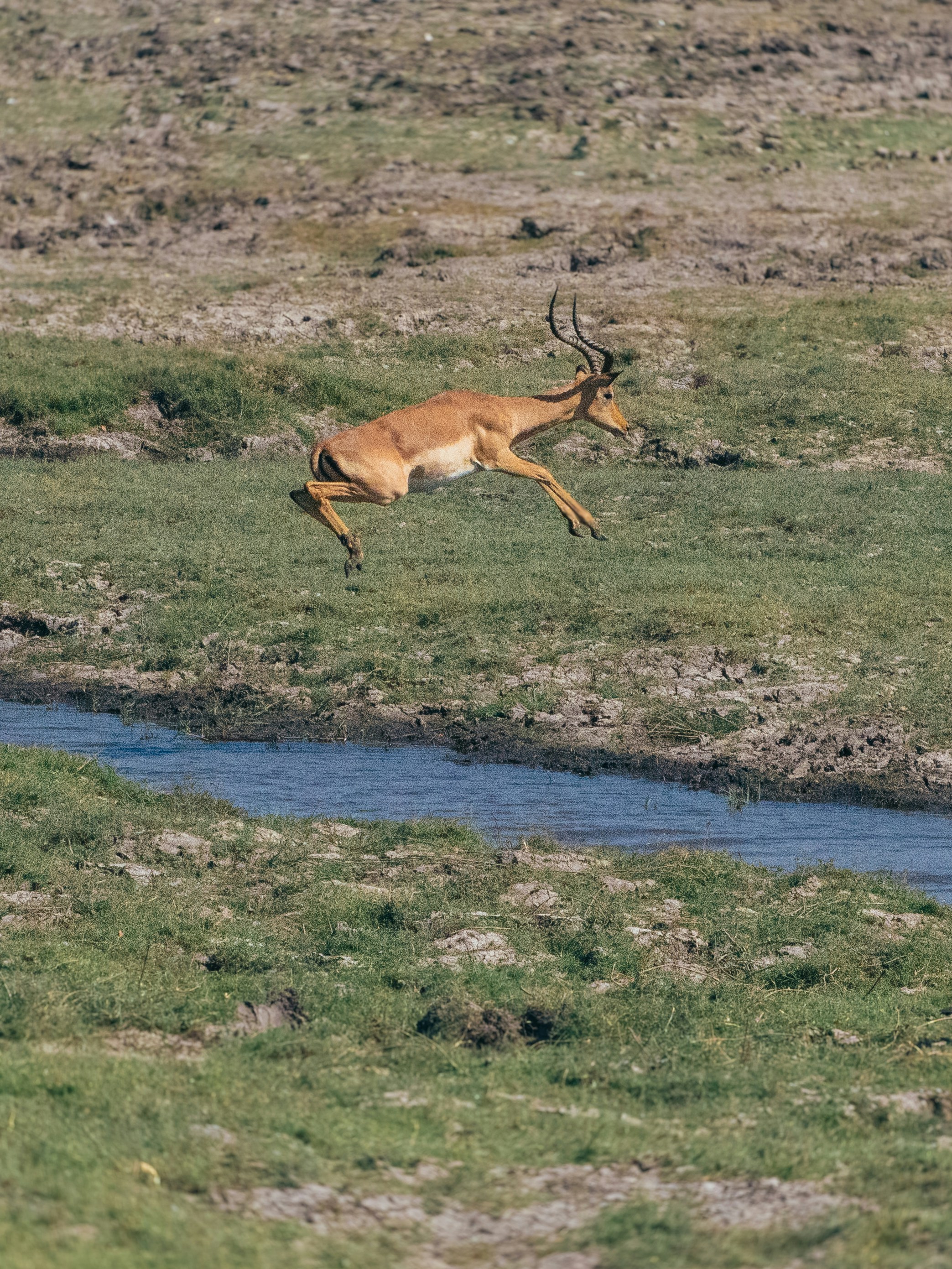 Mid-Leap Grace: Antelope Soars Across a Patchwork Riverbank