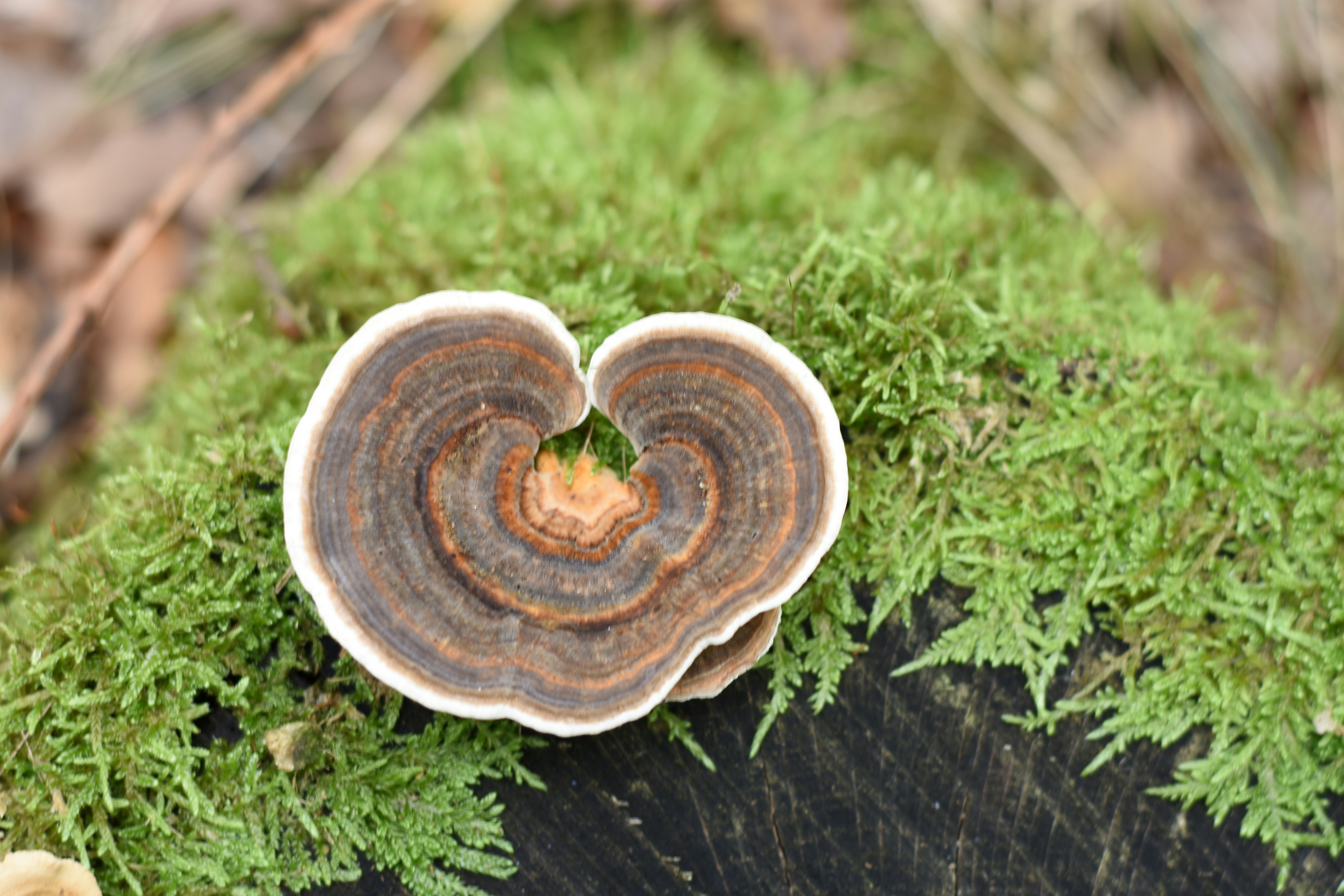 Nature's Intricate Design: The Heart of the Forest