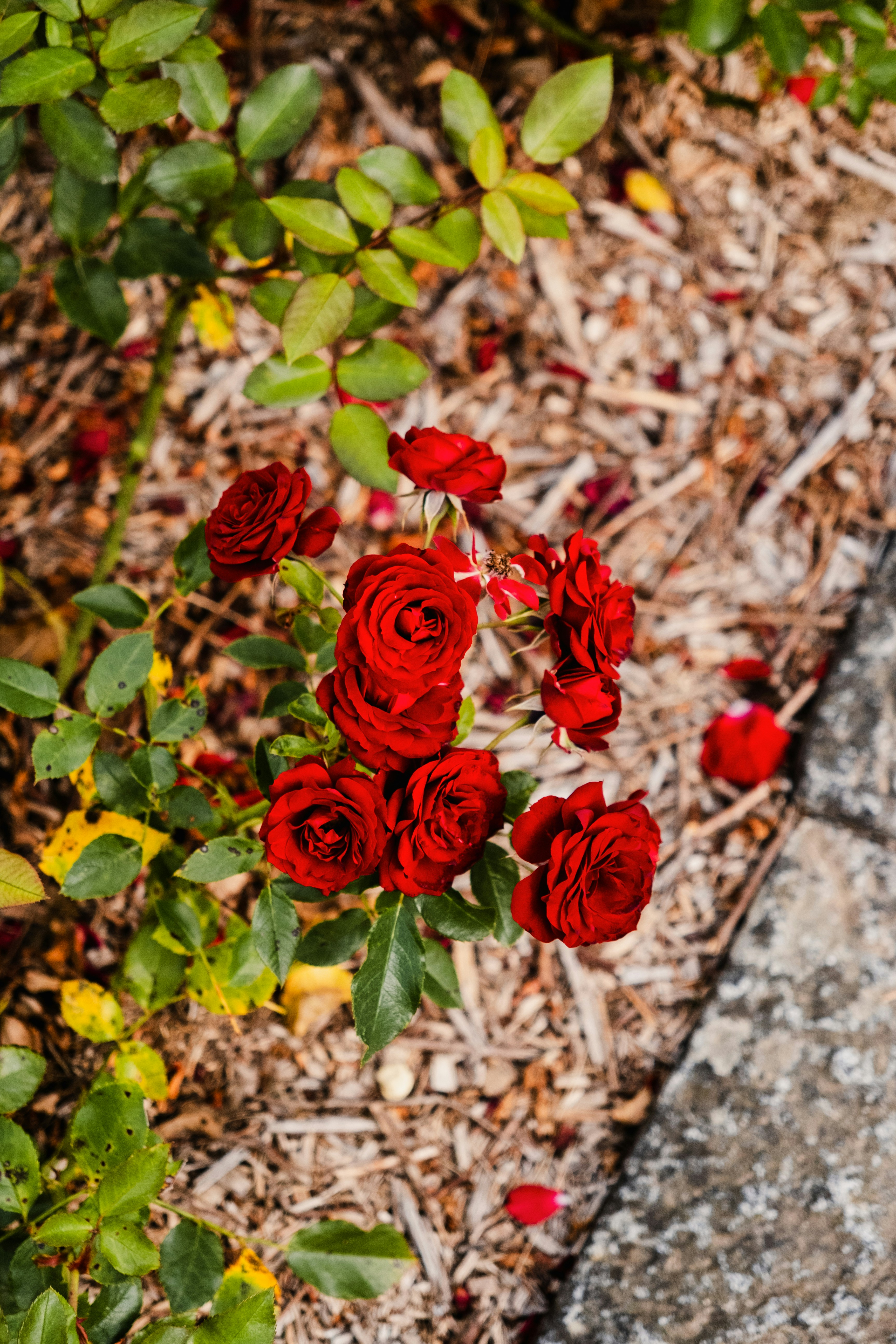 Crimson Blooms Amidst Nature's Palette