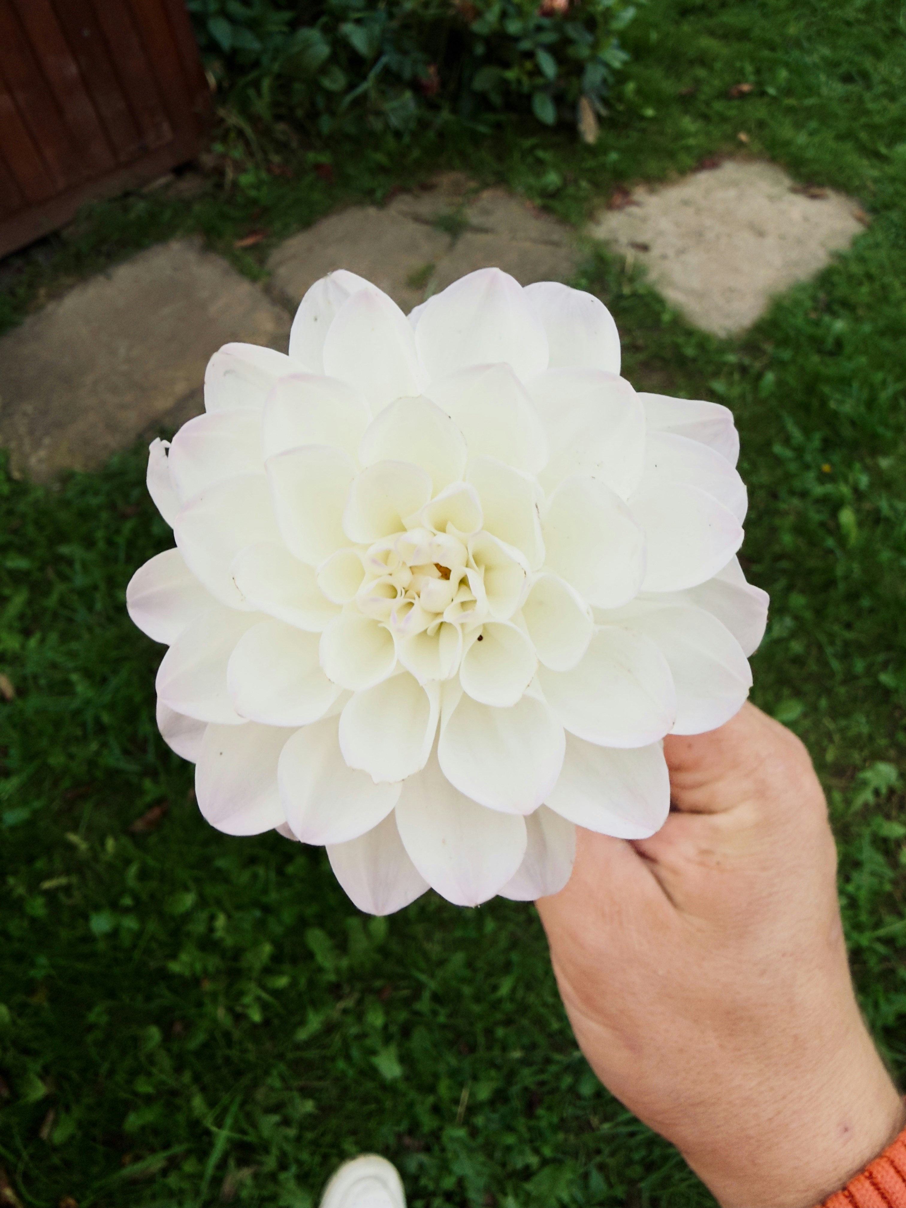 Whispers of Elegance: The White Dahlia's Embrace