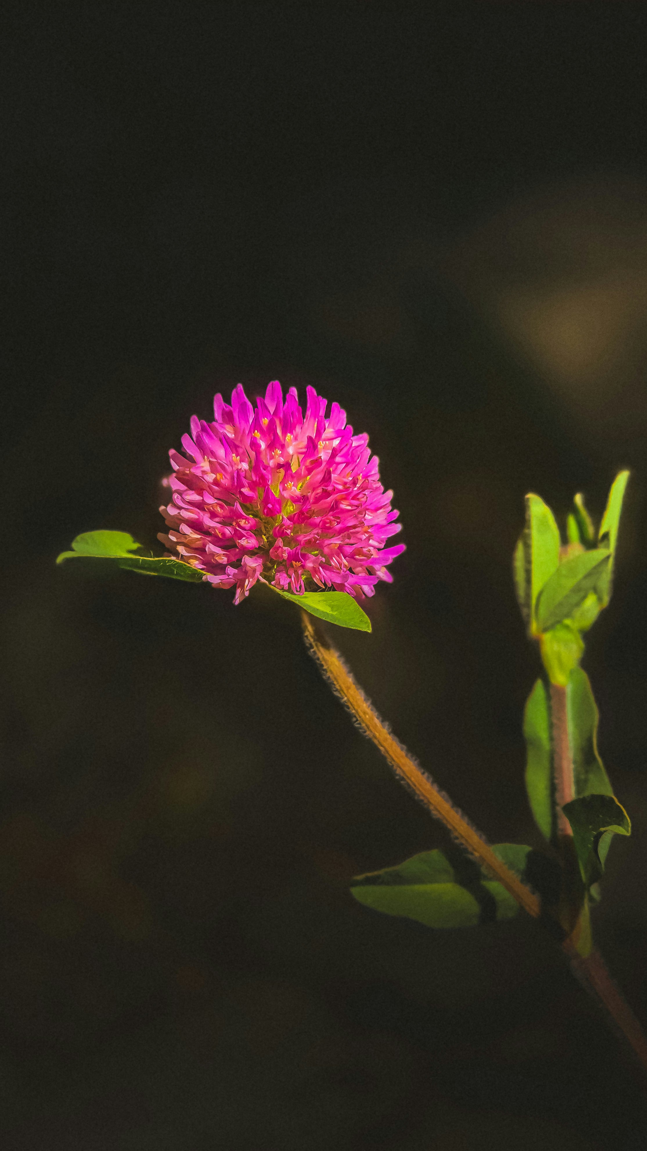Pink Globe: a lone bloom against a velvet dusk