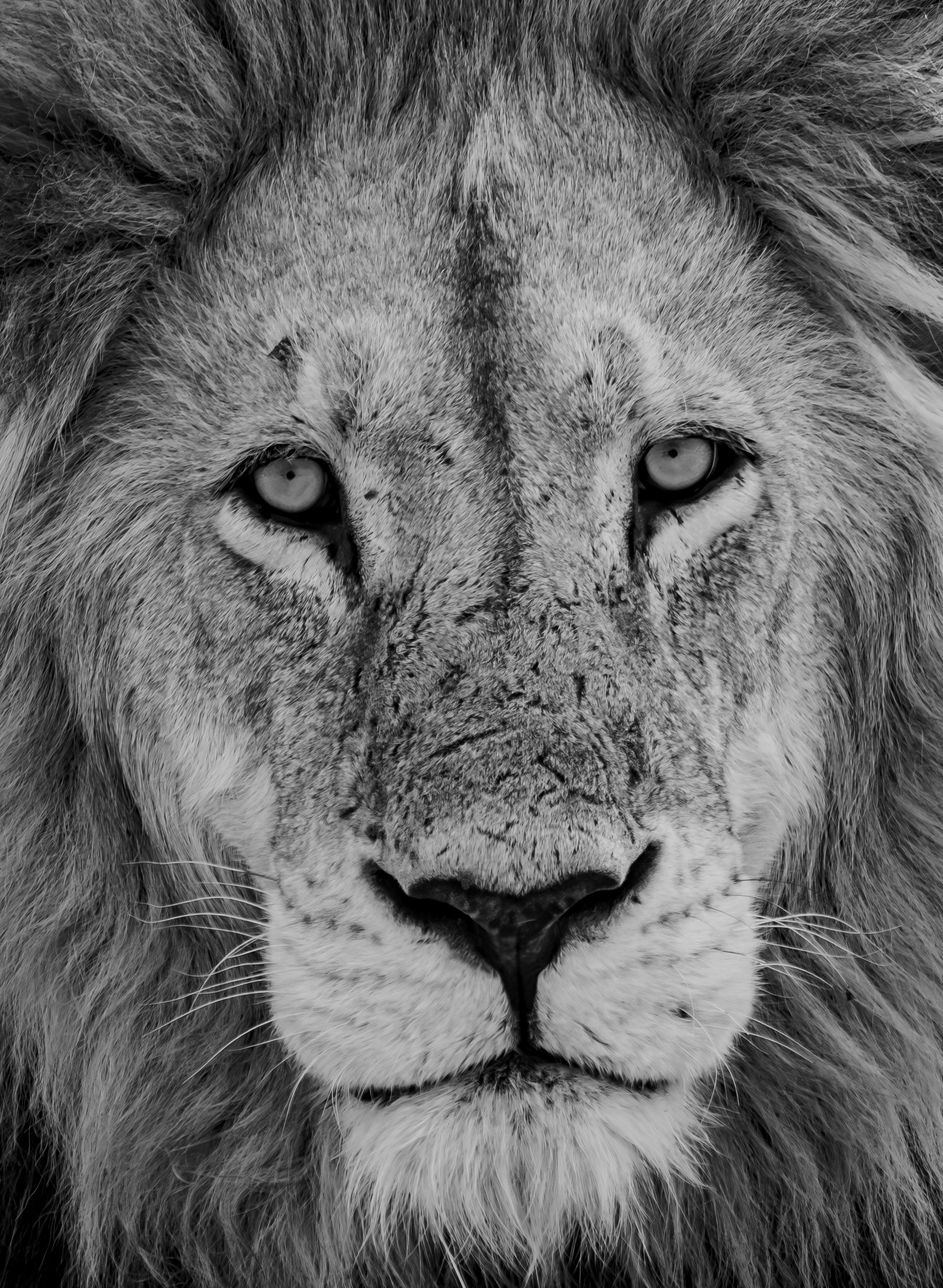 Close-up of a lion's face, showcasing its powerful gaze and intricate facial details in black and white.