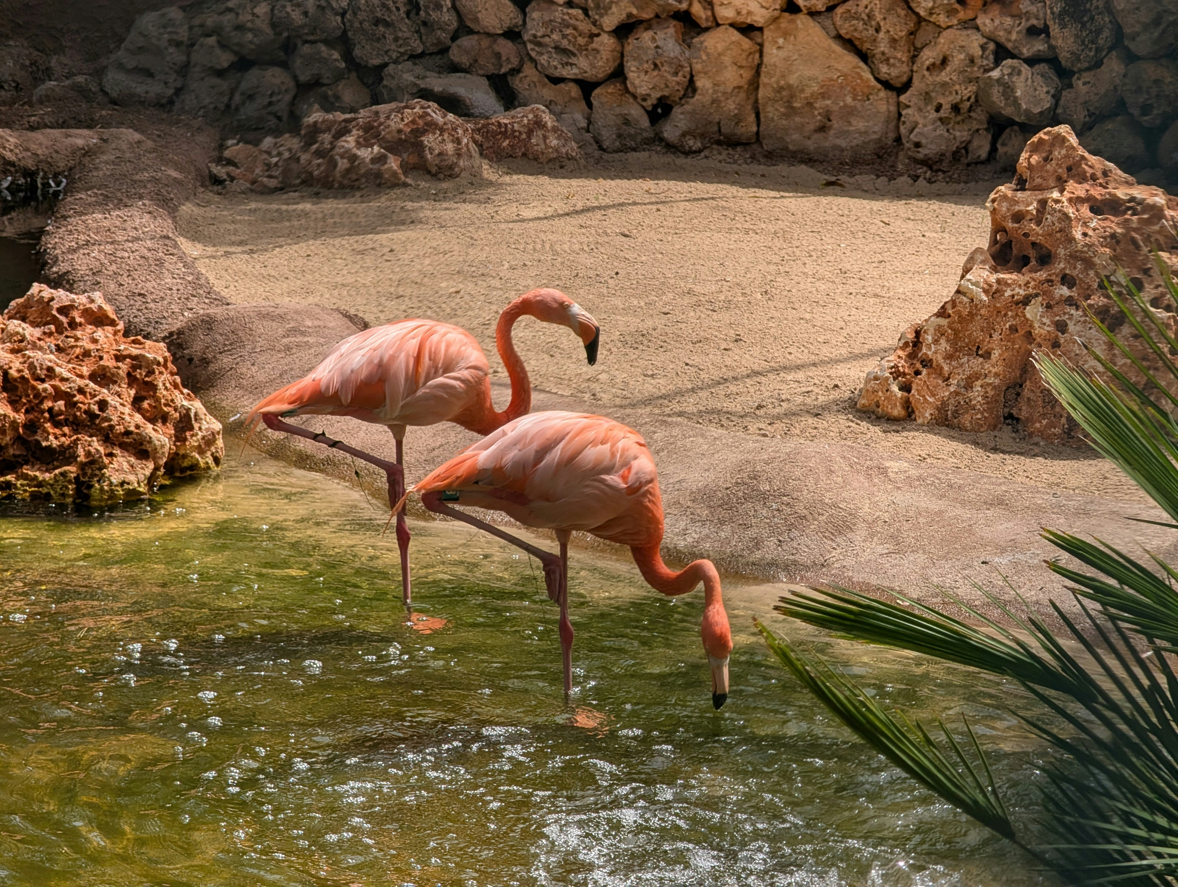 Harmony in Pink: A Serene Encounter