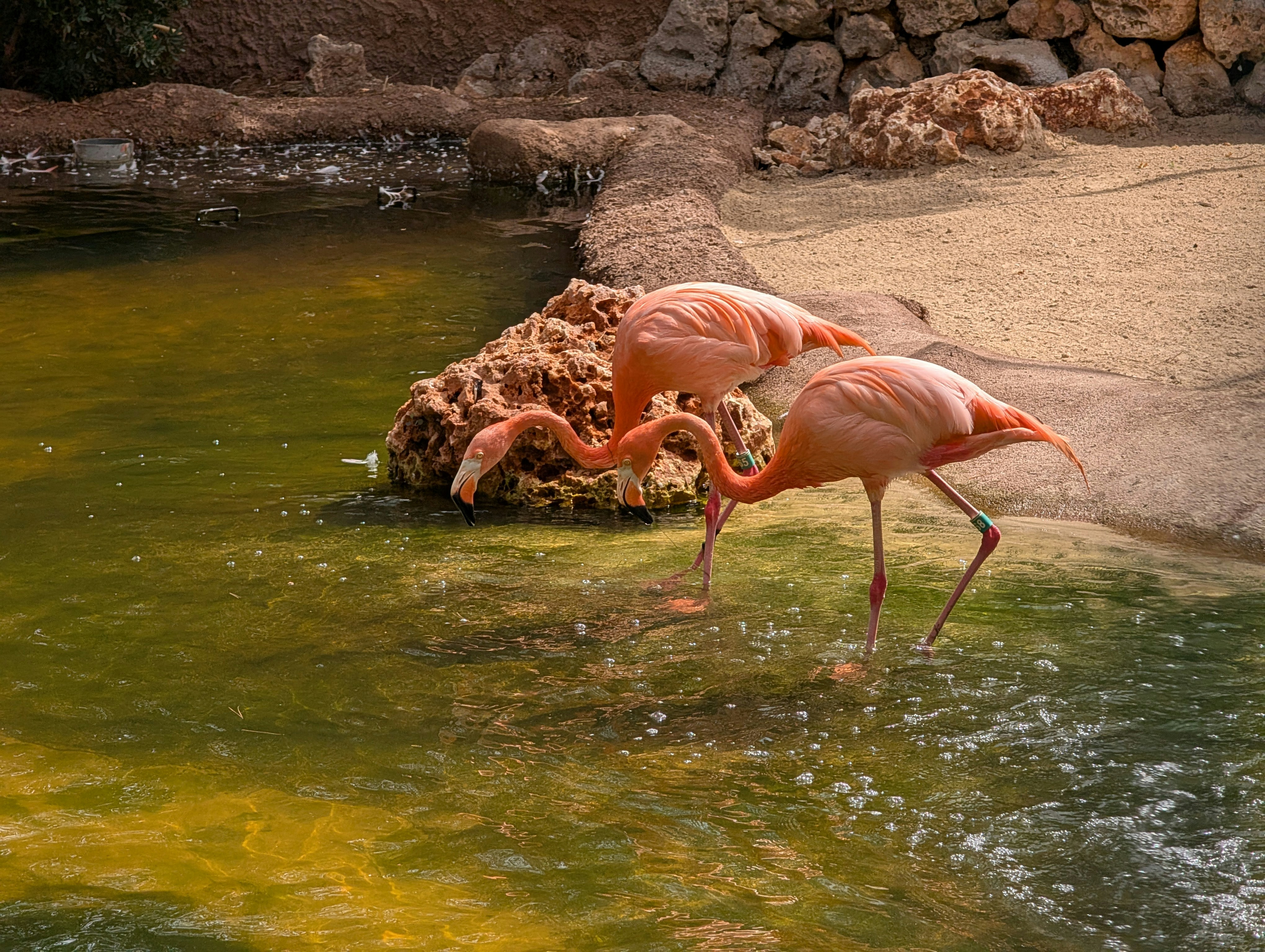 Harmony in Pink: Flamingos at Play