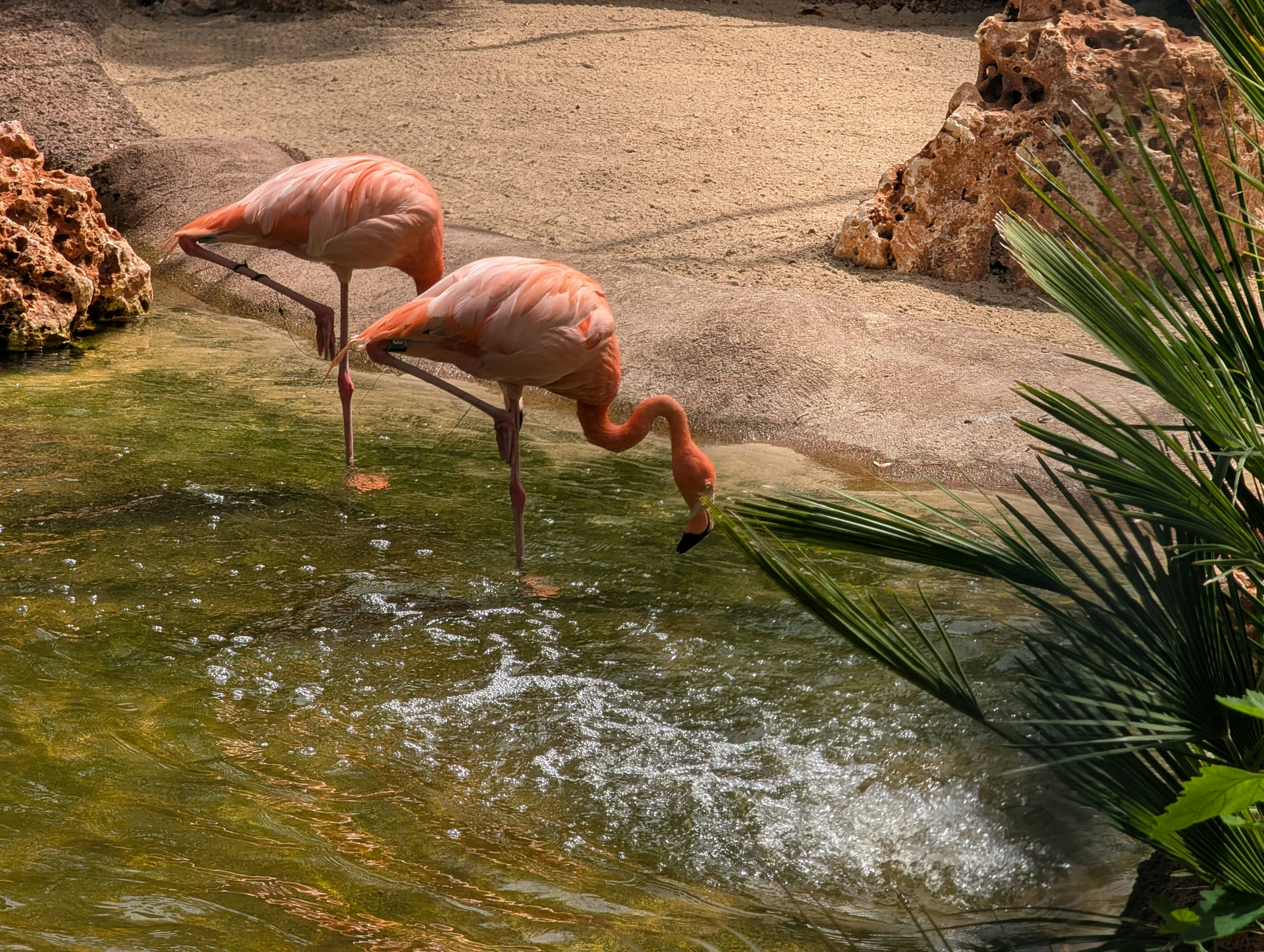 Two flamingos foraging in shallow water, surrounded by rocks and lush greenery.