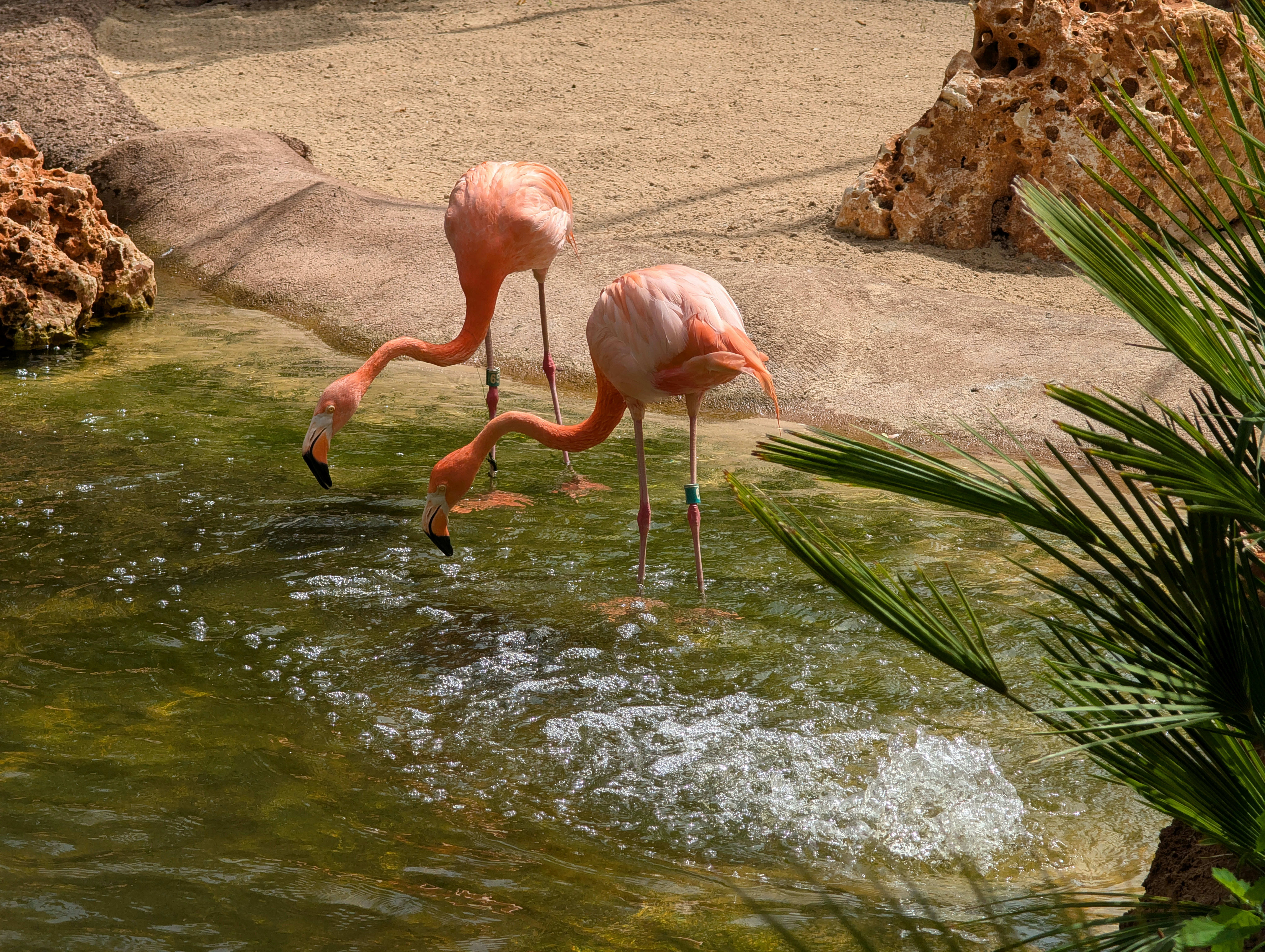 Sunlit Flamingos at the Rock-Pond Edge