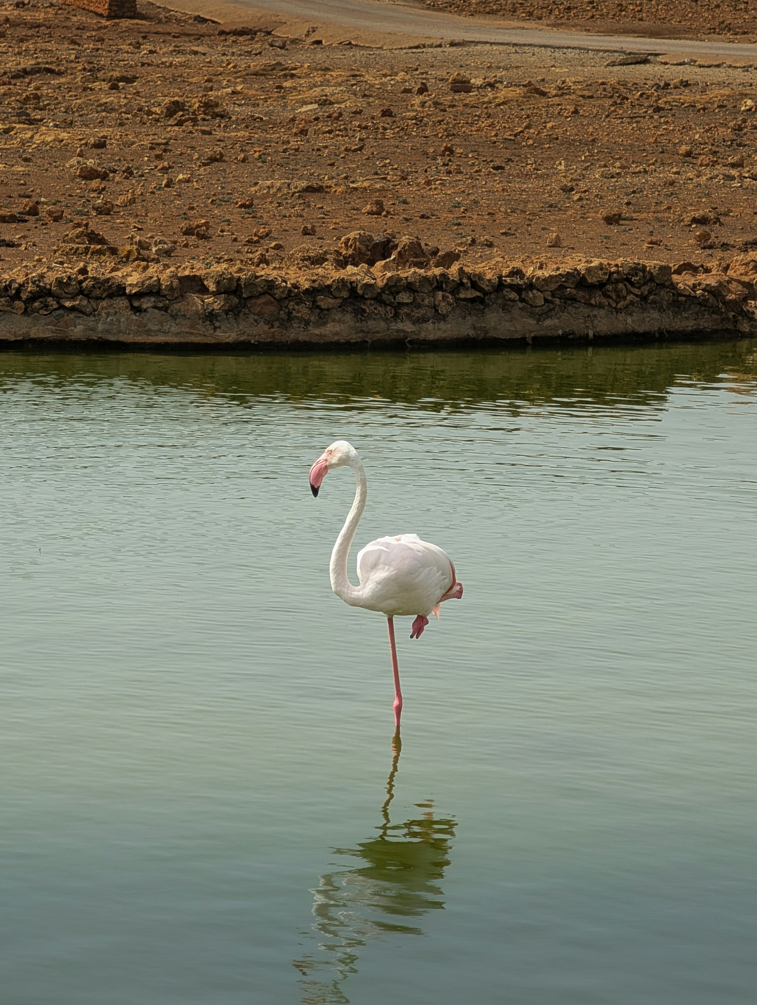 Elegance in Solitude: A Flamingo's Reflection