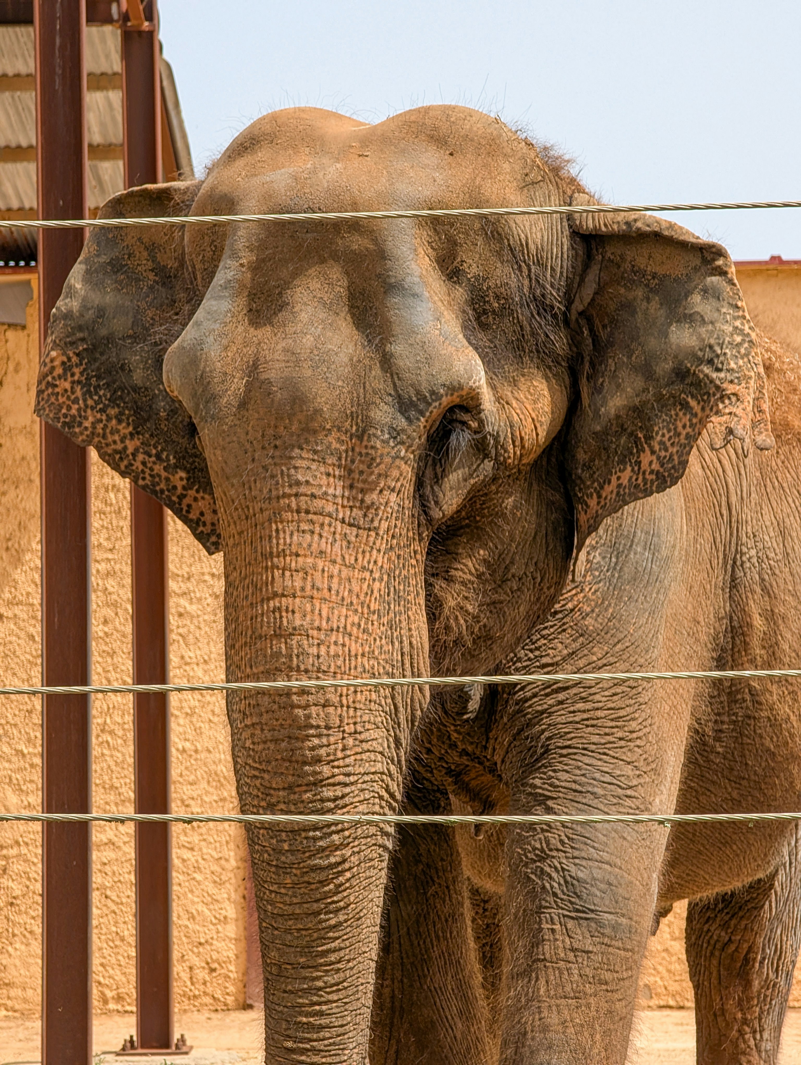 Gentle Giant: A Close Encounter with an Elephant