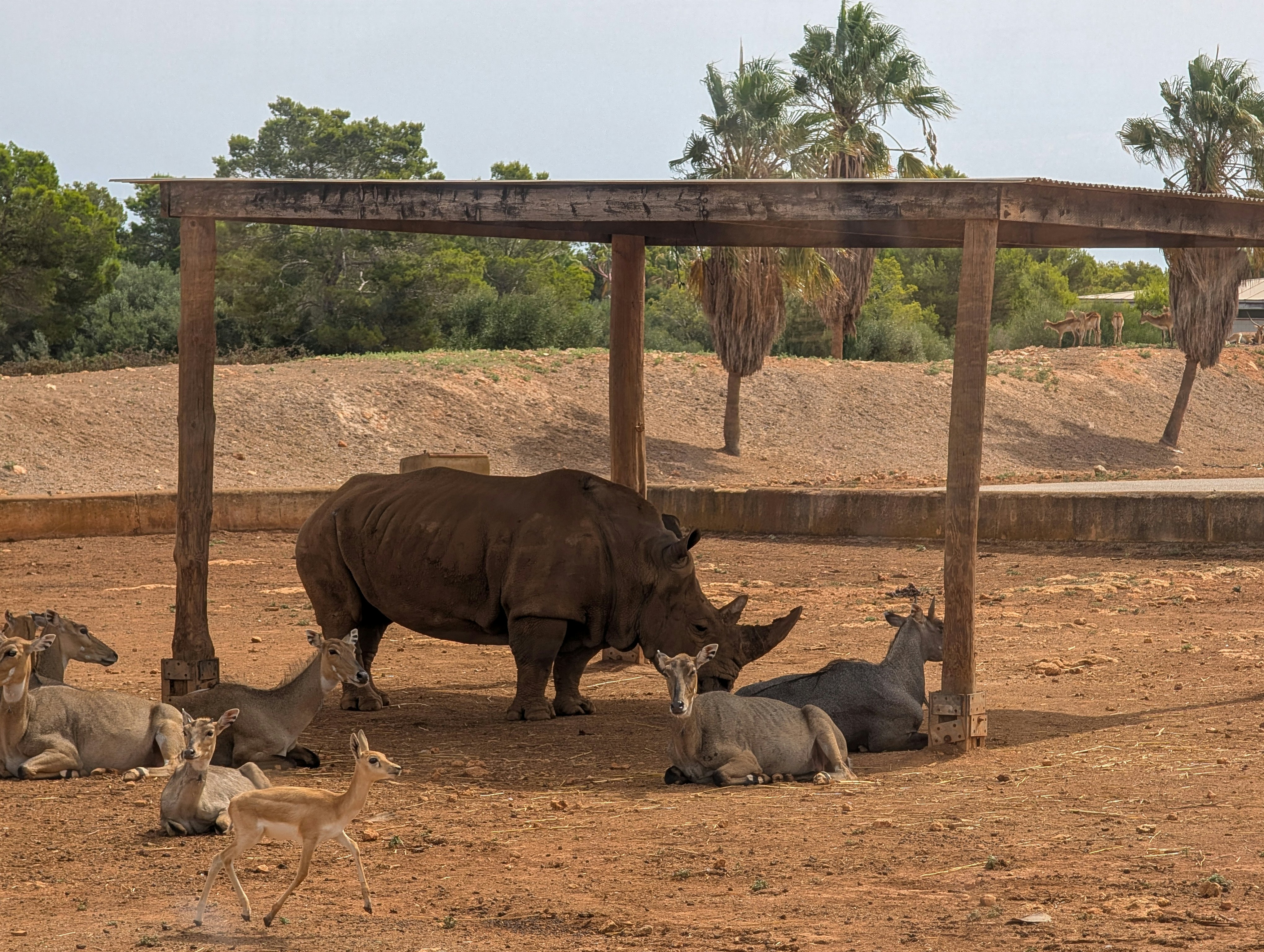 Rhinoceros and antelopes resting under shelter