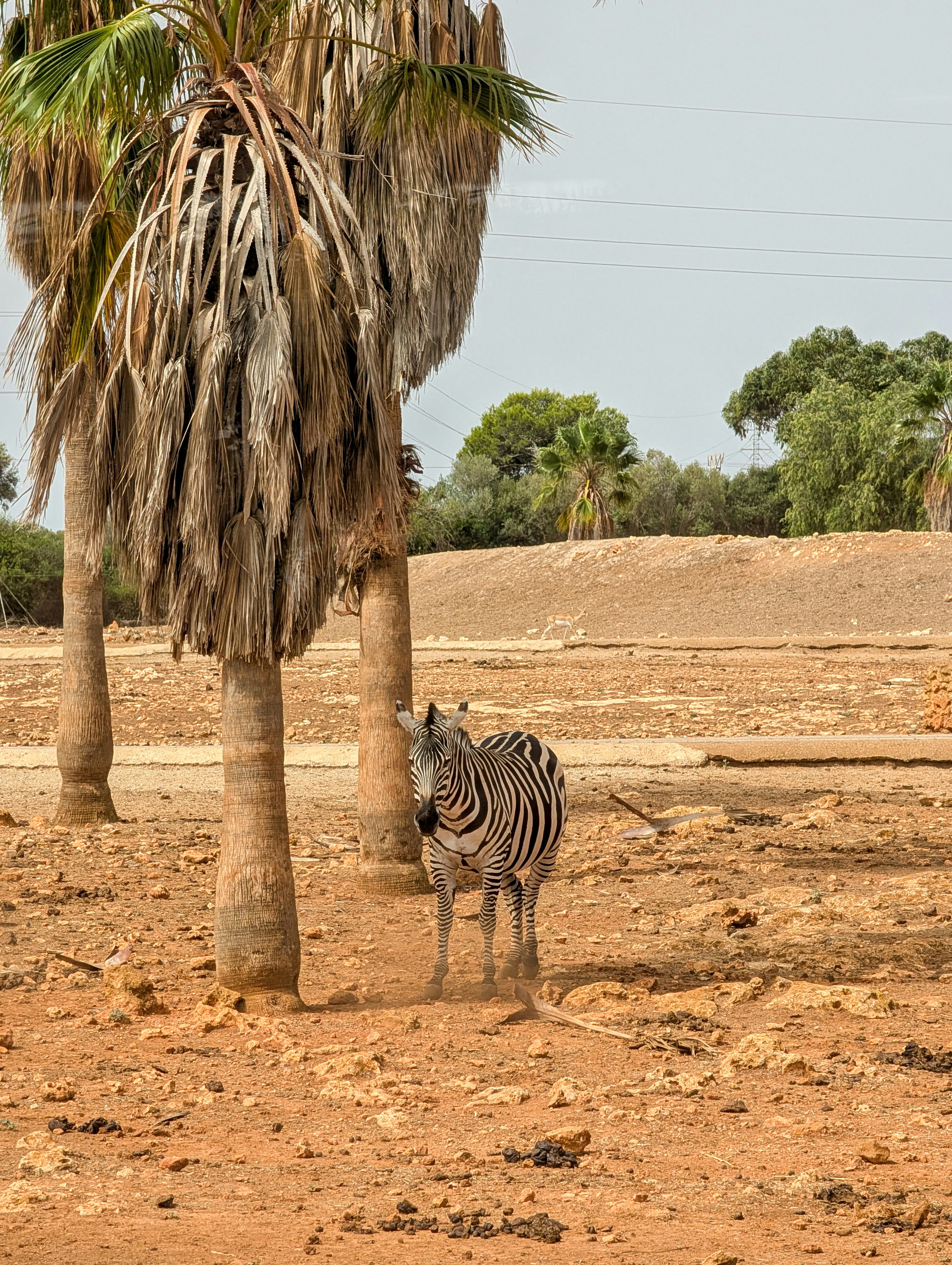 A zebra stands near palm trees in a dry landscape.