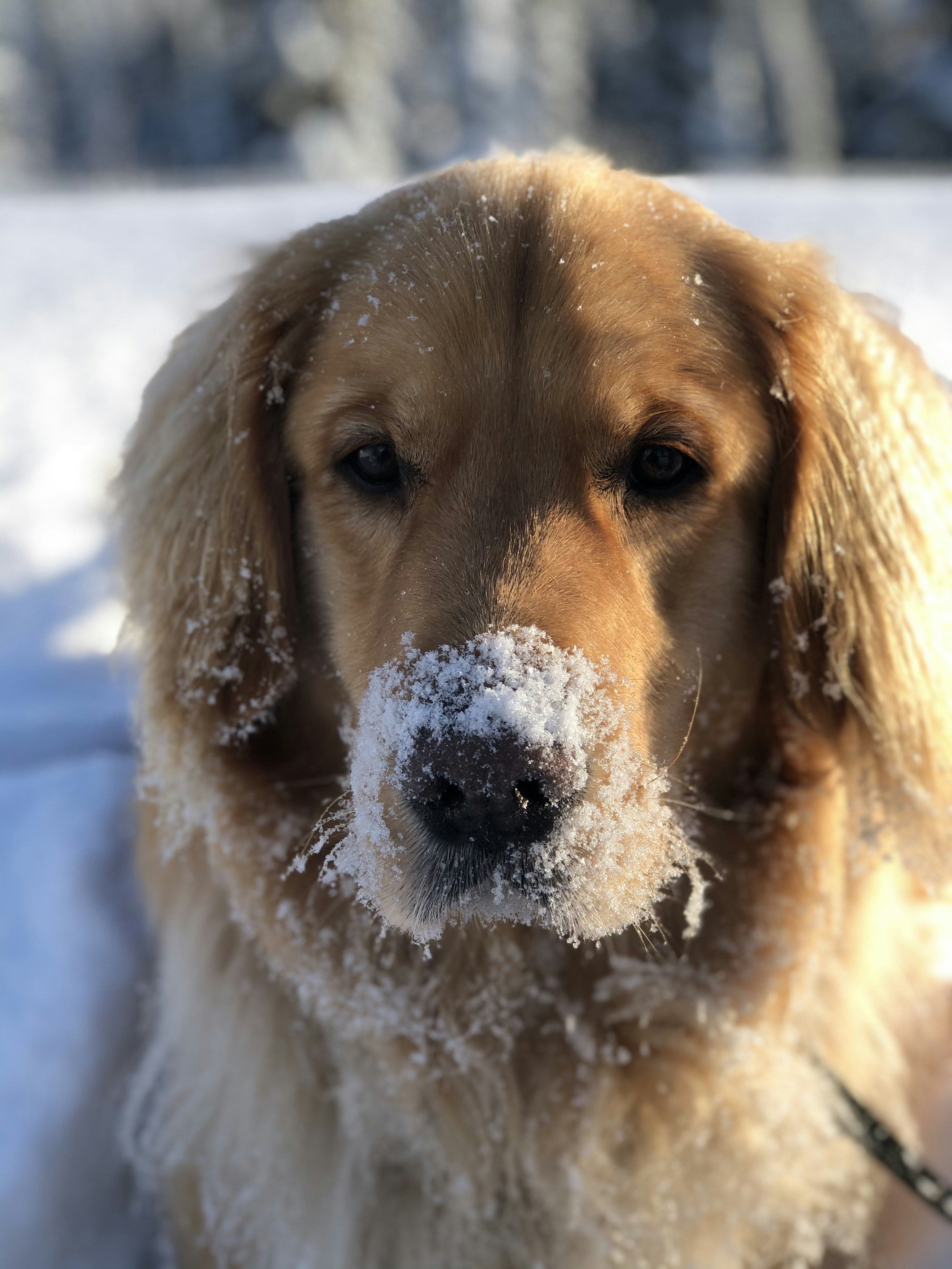 Golden retriever with snow-covered snout and fur, set against a snowy backdrop. The image captures the playful spirit of winter.