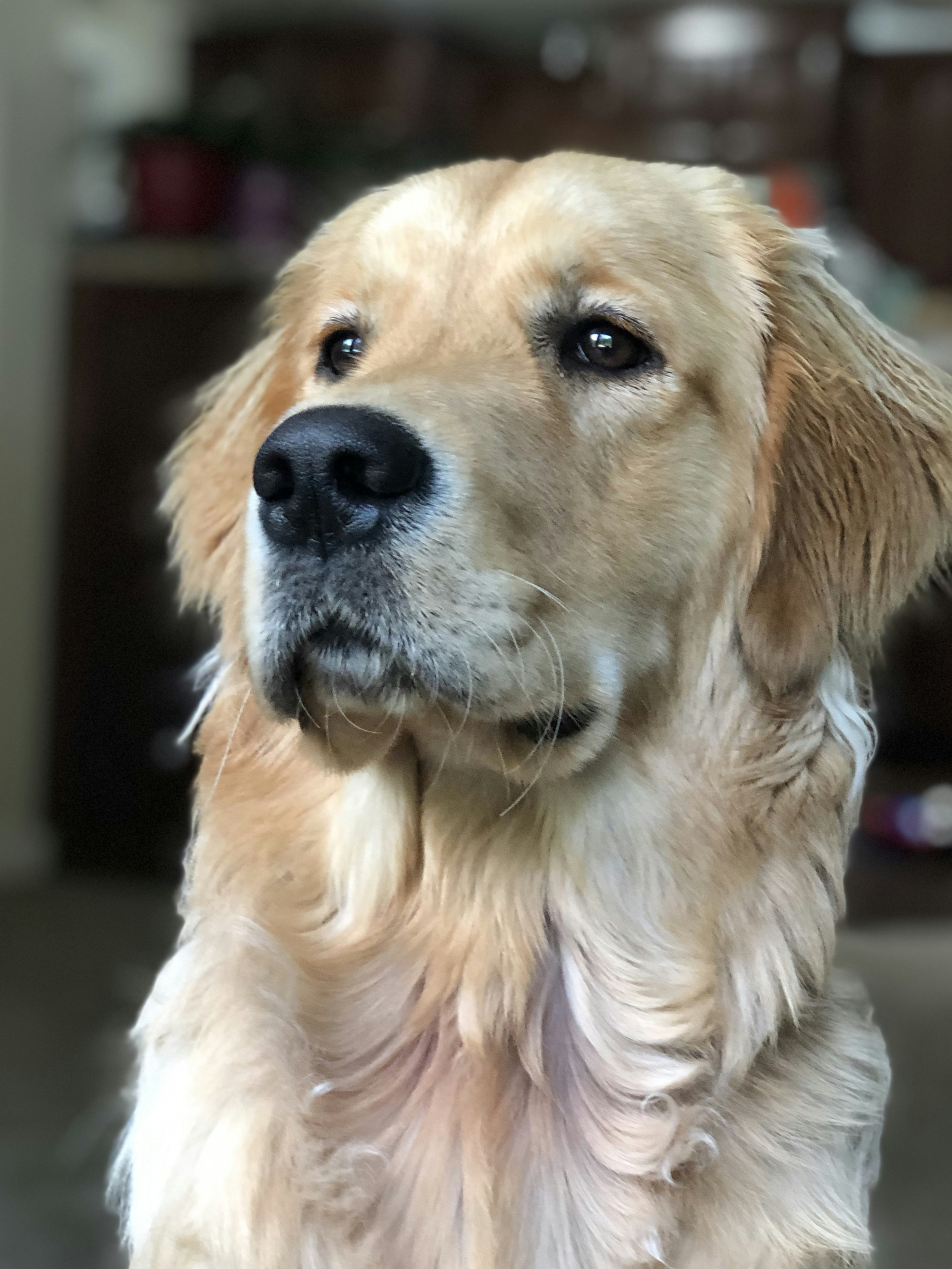 A golden retriever dog looks thoughtfully to the side.