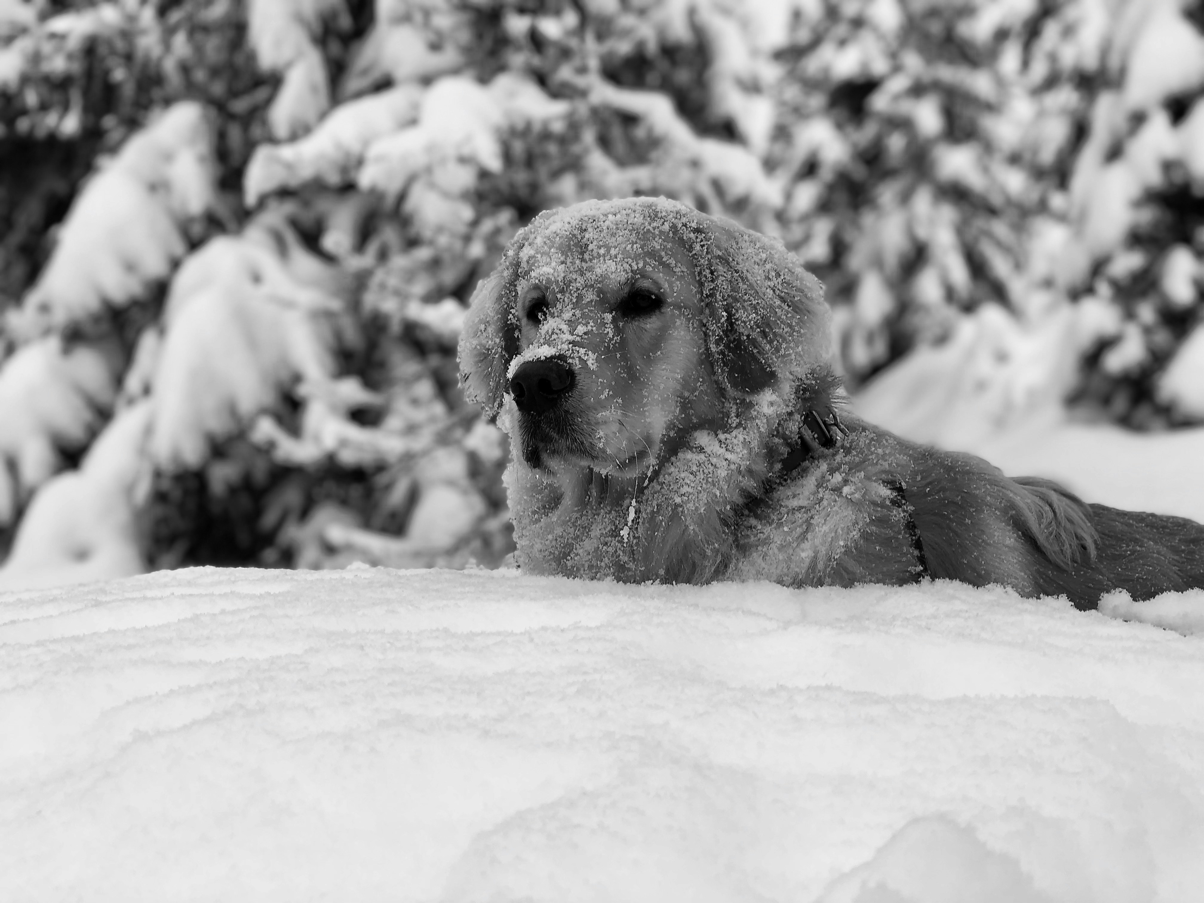 Golden retriever puppy lying in snow