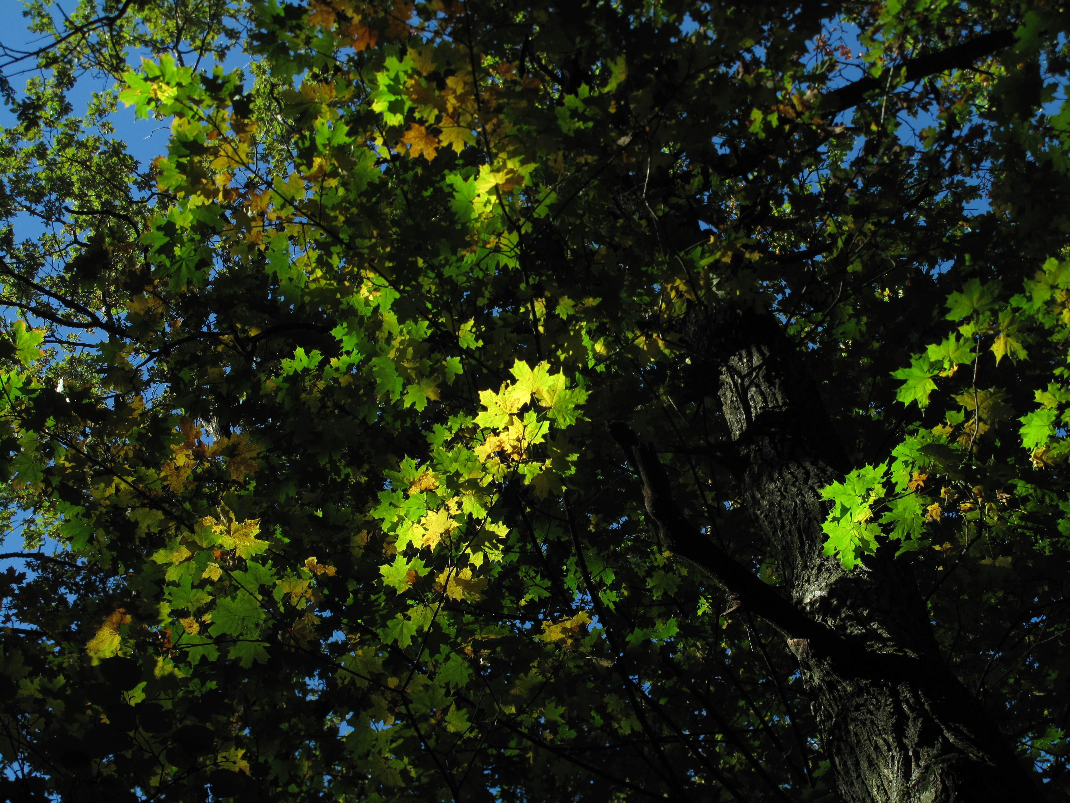 Autumn leaves on a tree against the sky.