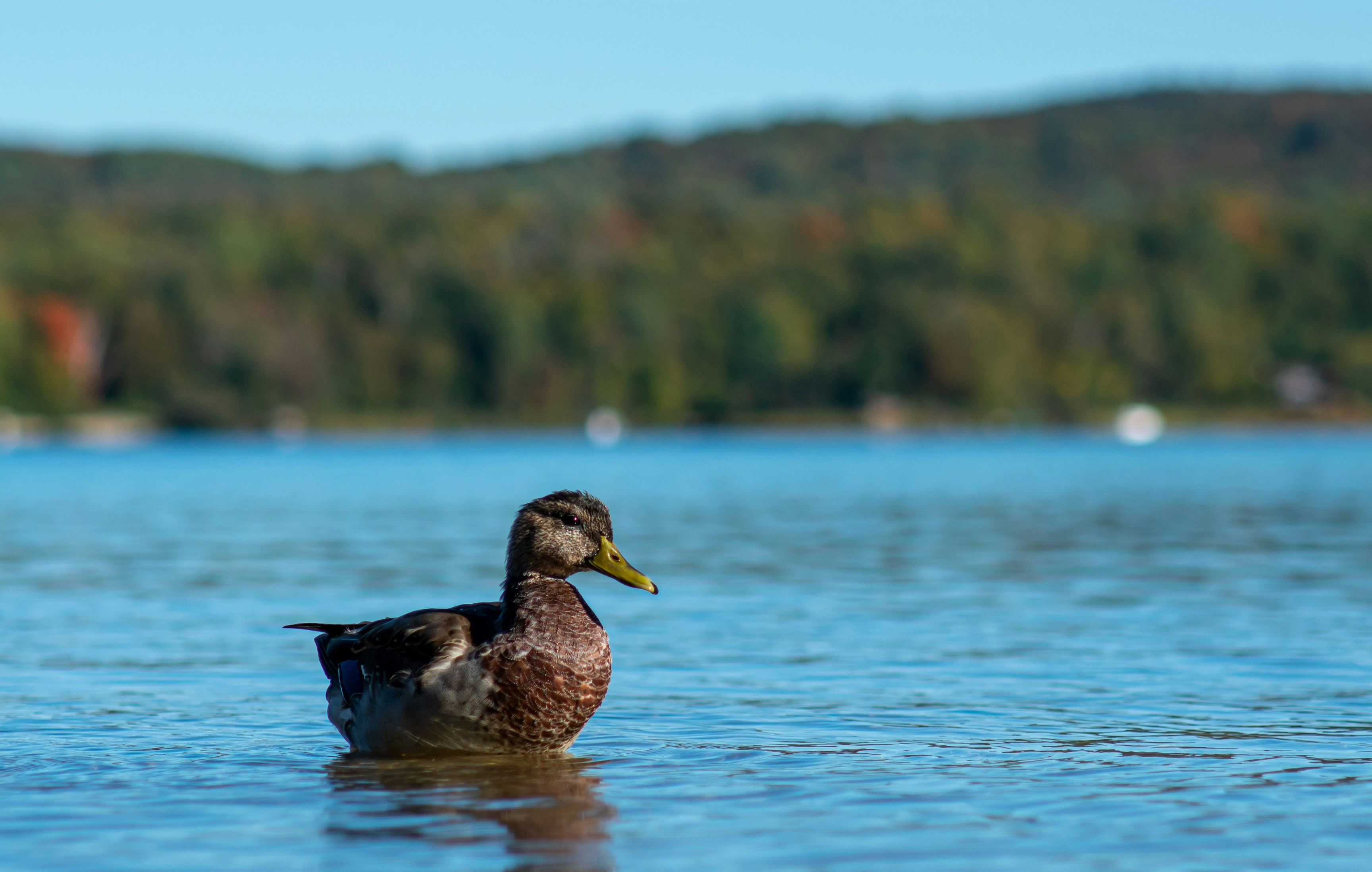 Mallard on Blue Lake: Quiet Ripples and Distant Pines