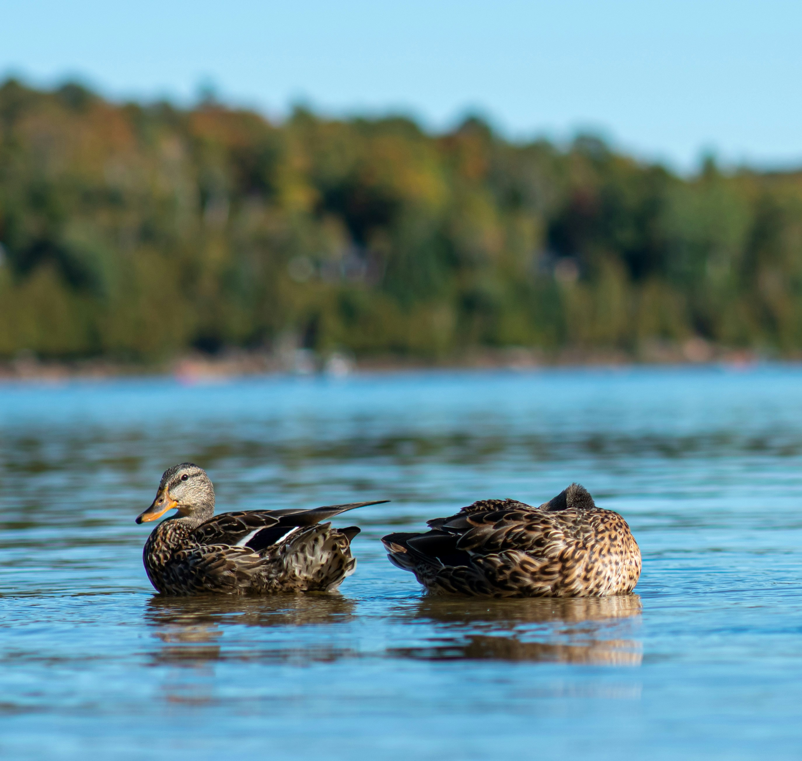 Ducks on a Glassy Lake: A Quiet Morning Glide