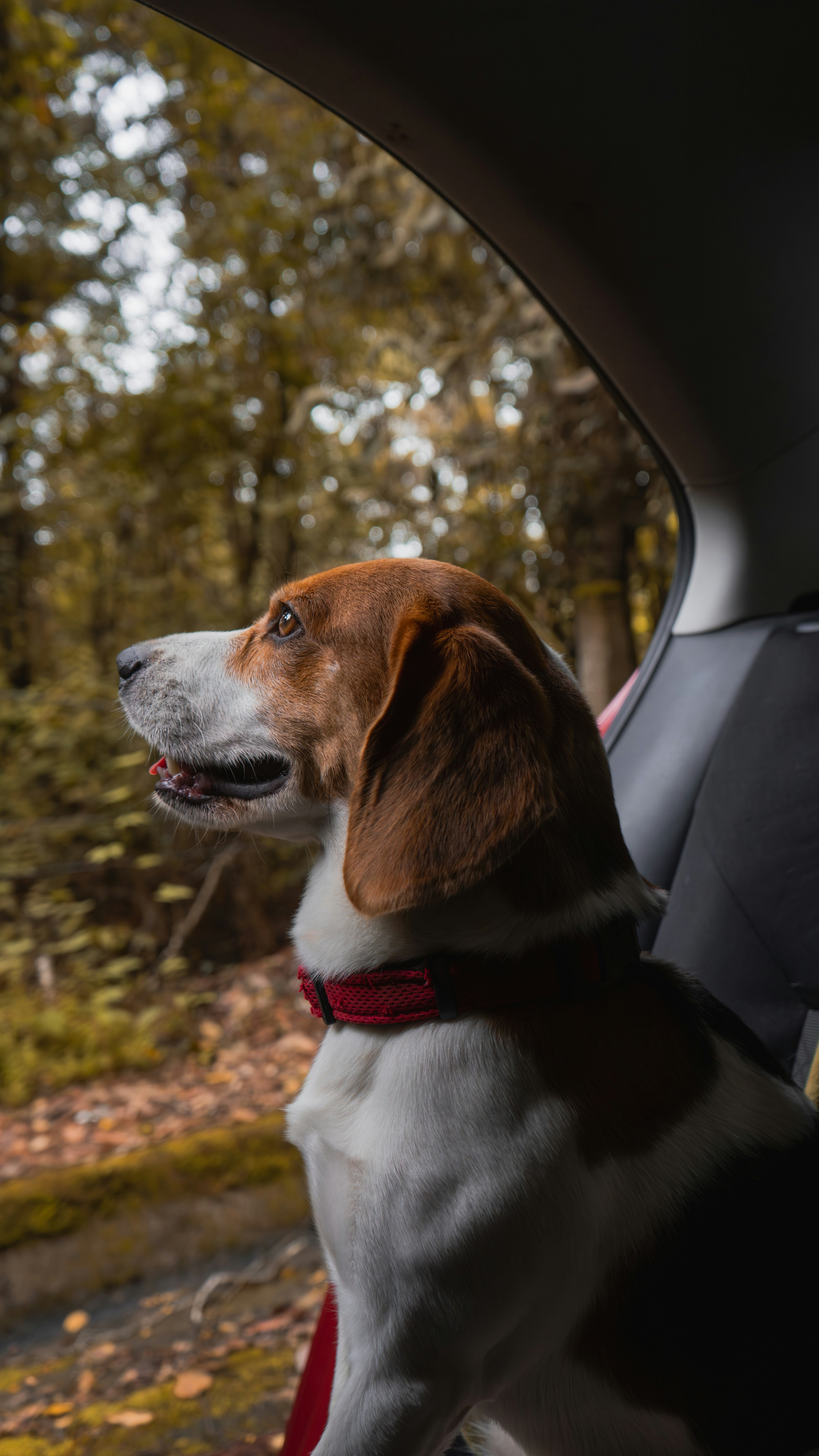Amber Gaze from a Car Window: A Beagle's Autumn Watch
