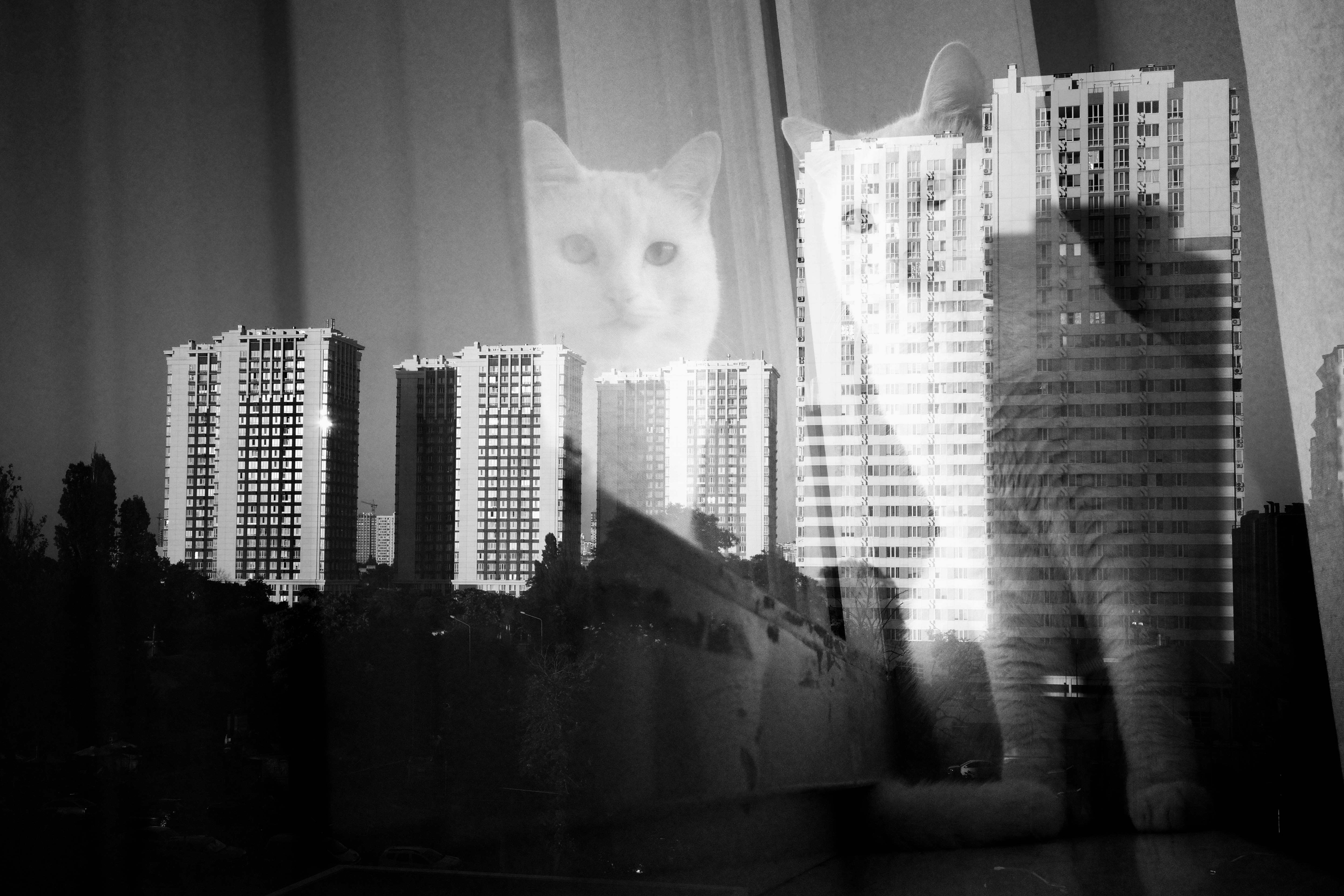 Urban Whispers: A Feline's Gaze