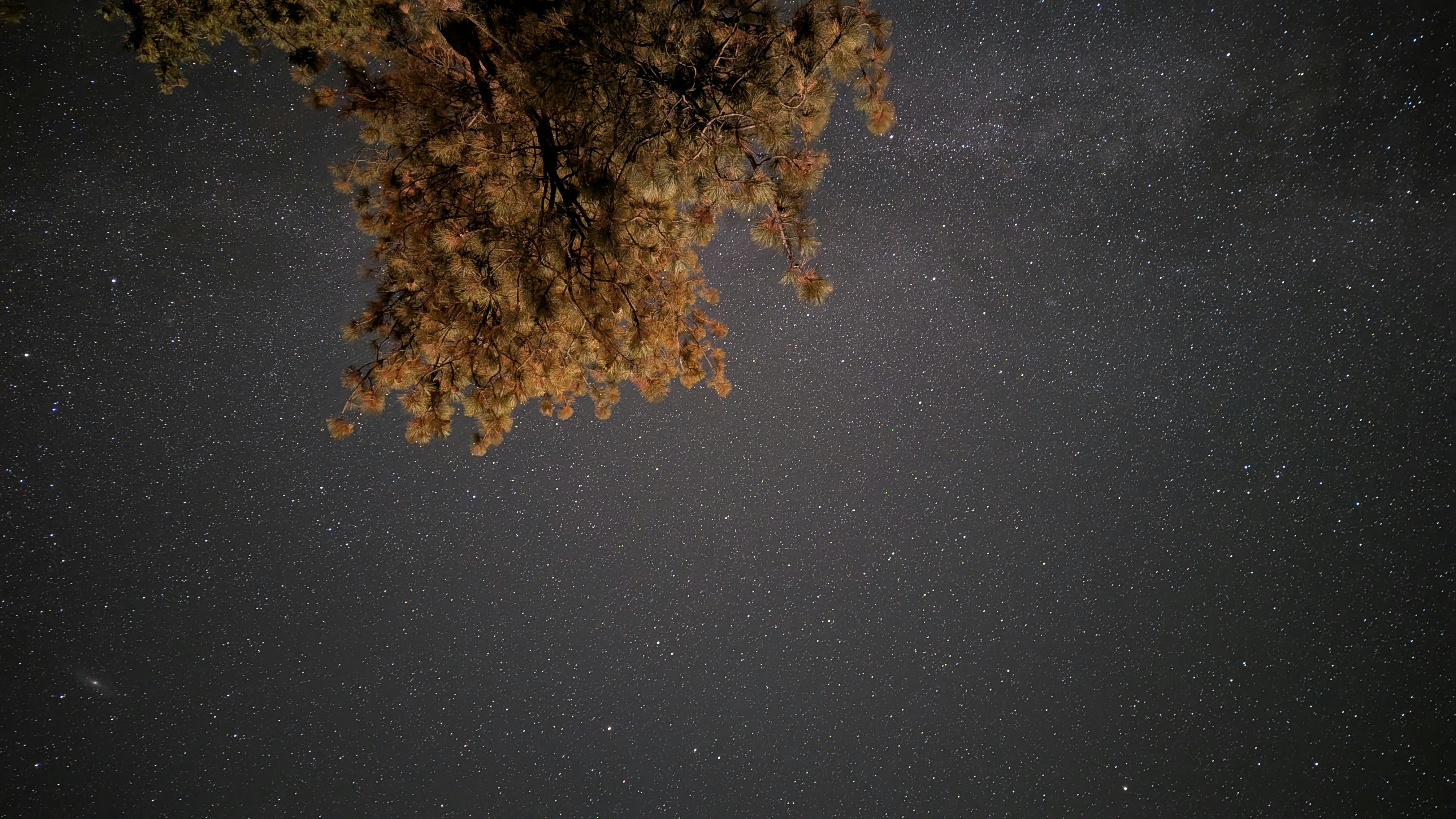 Whispers of the Cosmos Beneath Ancient Branches