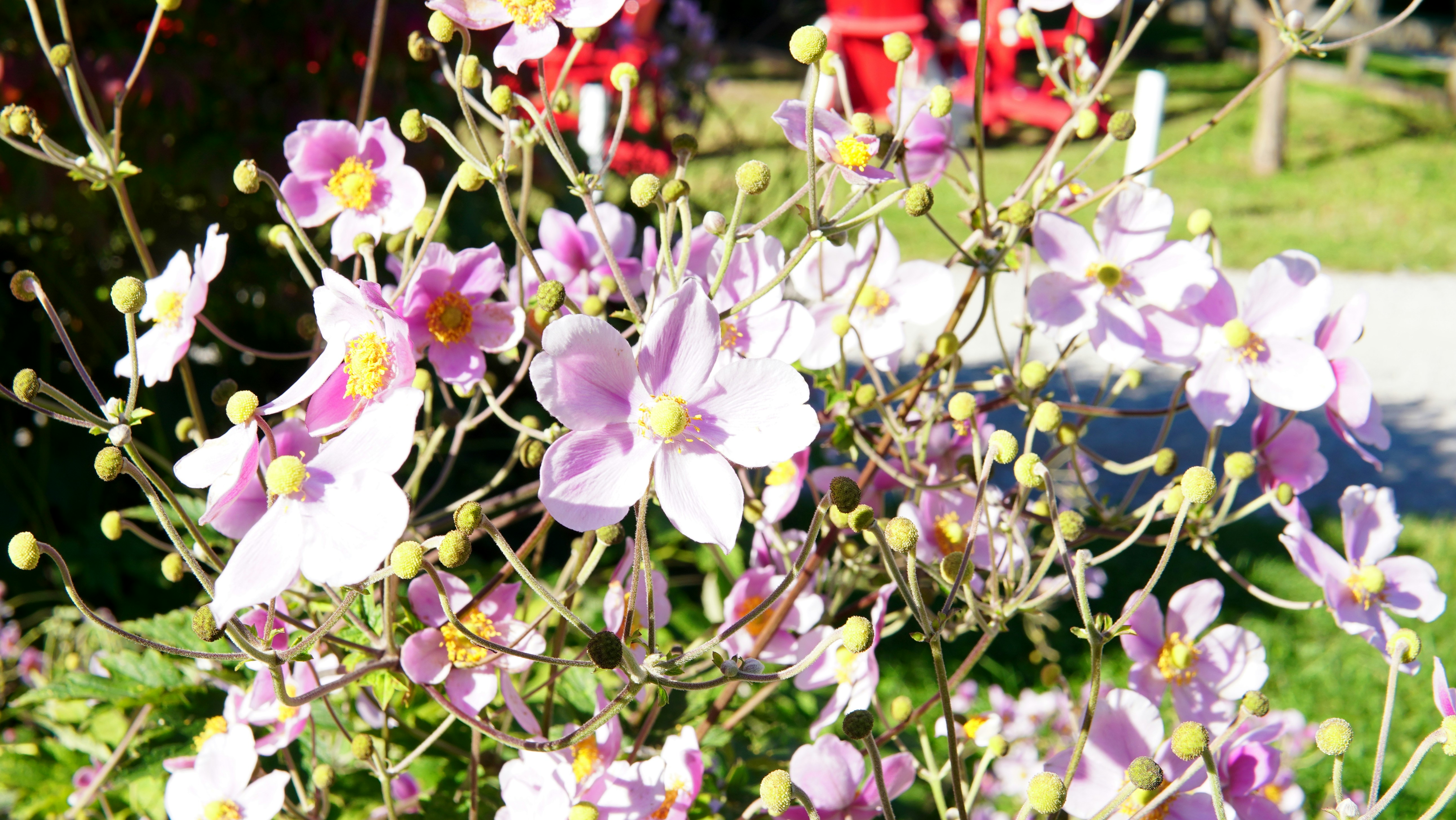 Whispers of Spring: A Floral Serenade