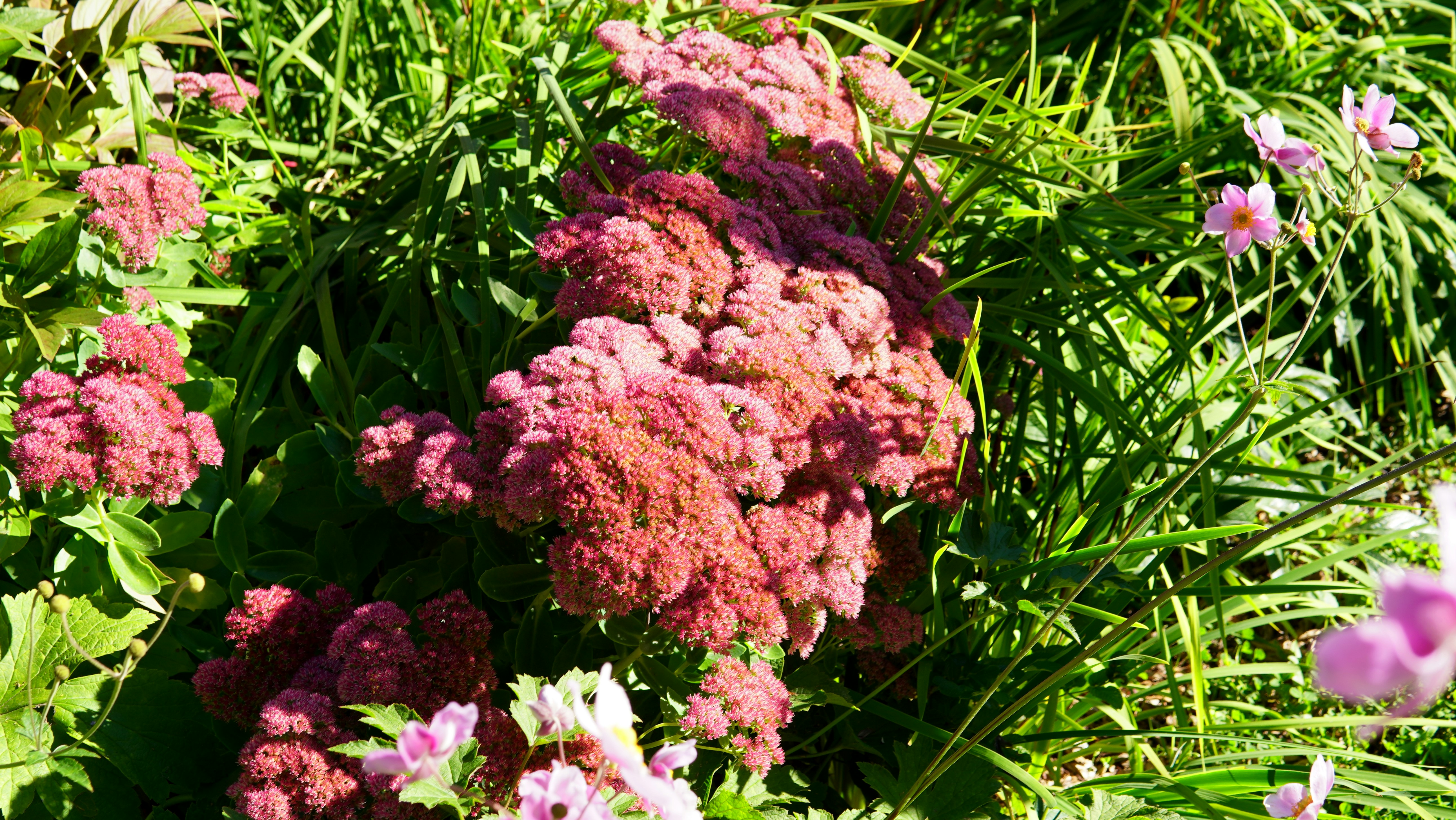 Blooming Harmony: A Garden's Colorful Embrace