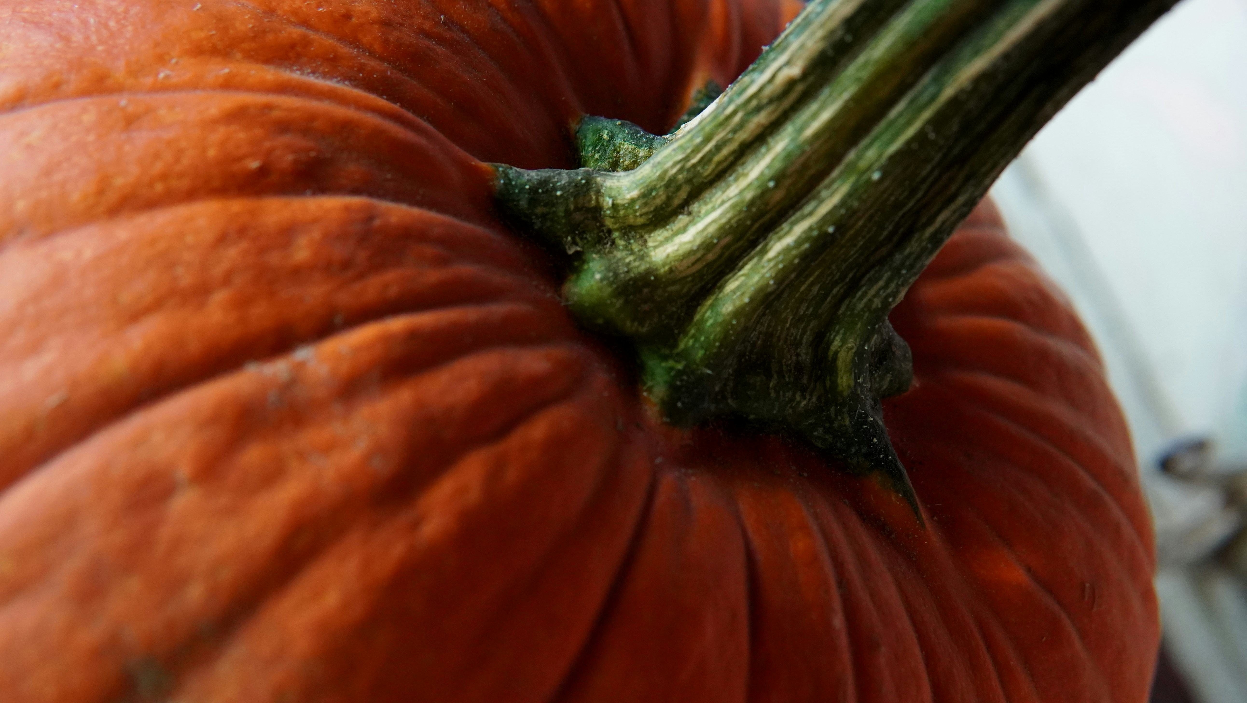 The Heart of Autumn's Harvest