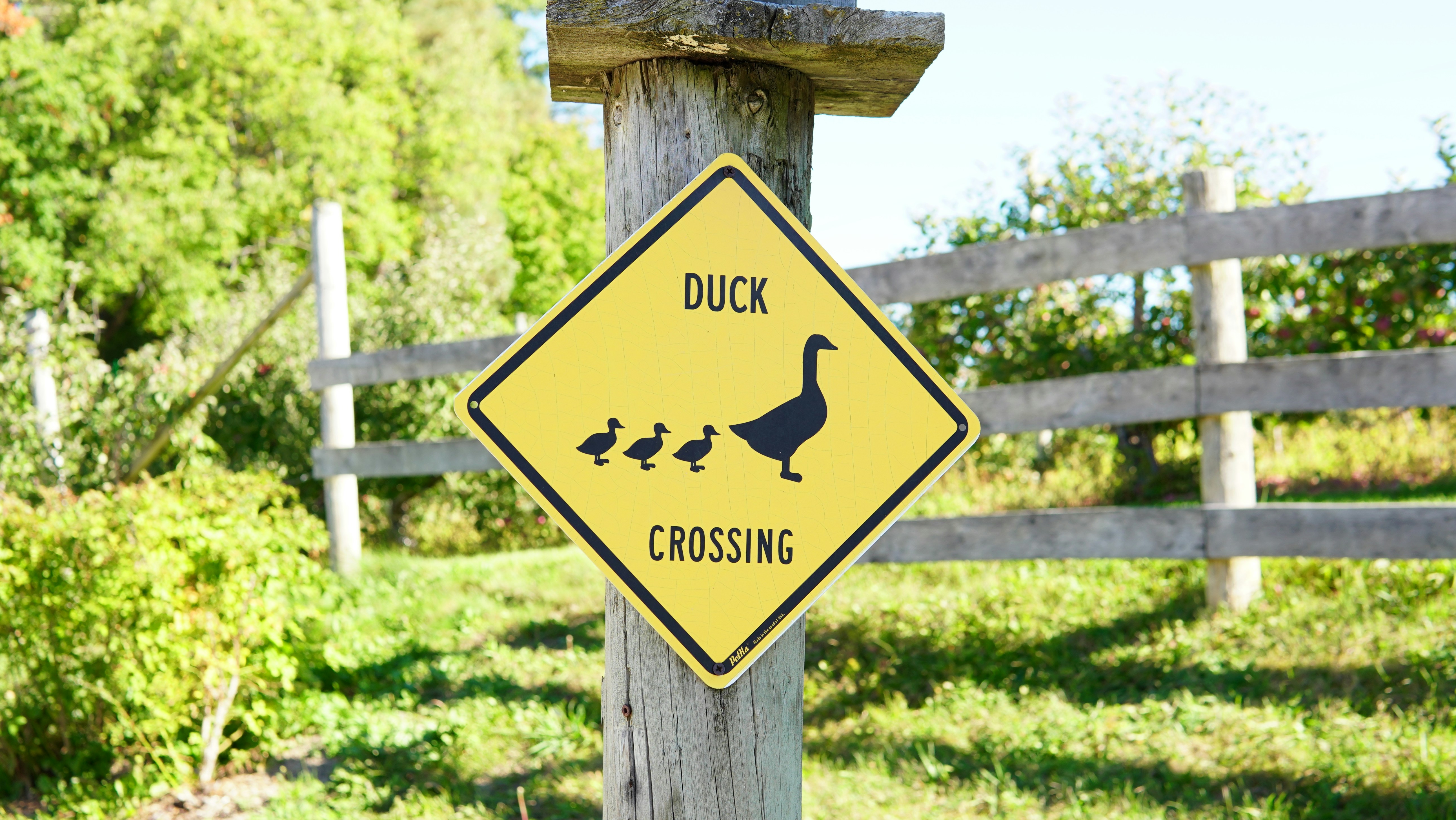 Yellow duck crossing sign on a wooden post.