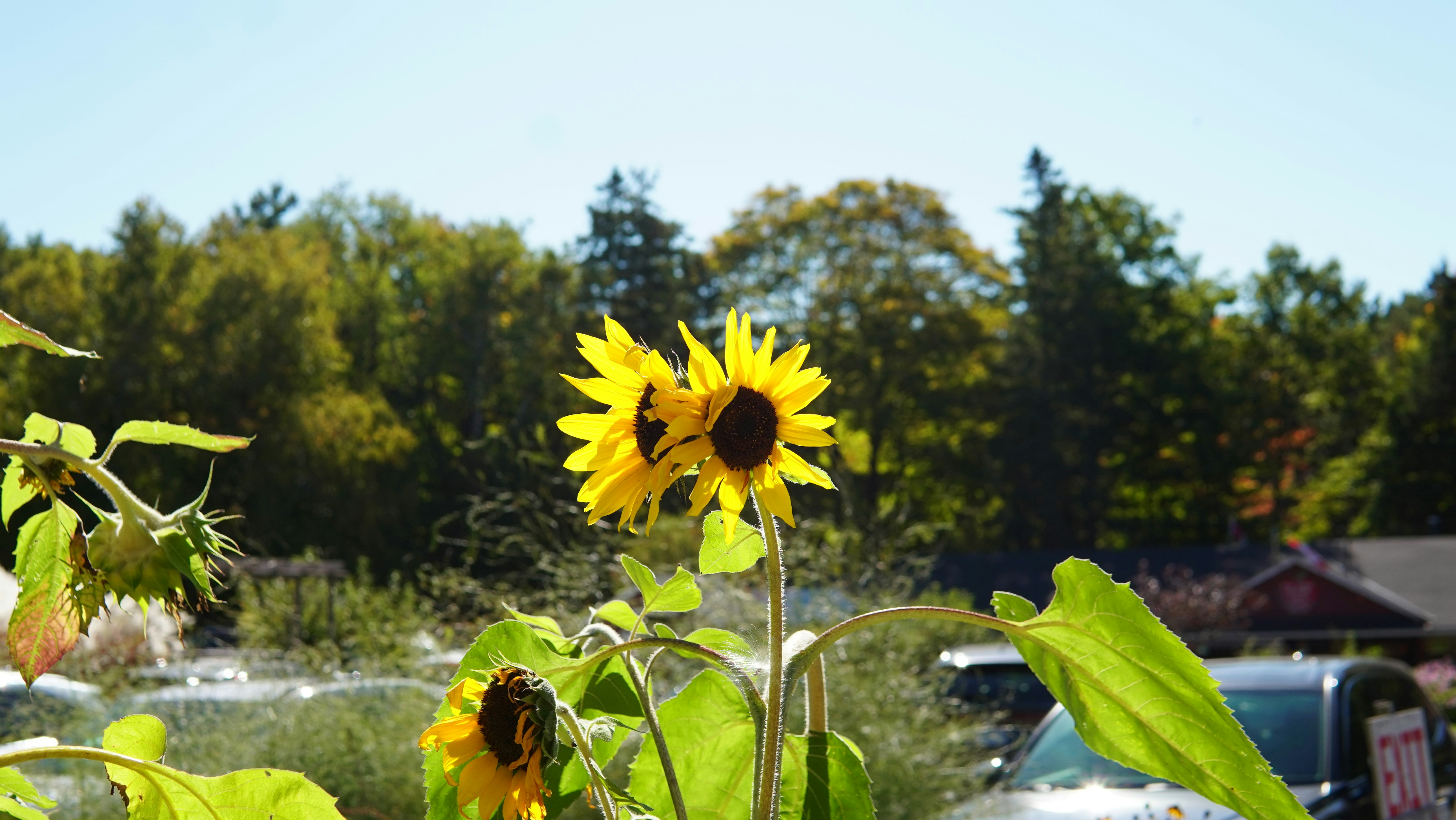 Vibrant sunflowers basking in sunlight with a blurred background of lush greenery and distant vehicles. The scene captures a serene moment in nature.