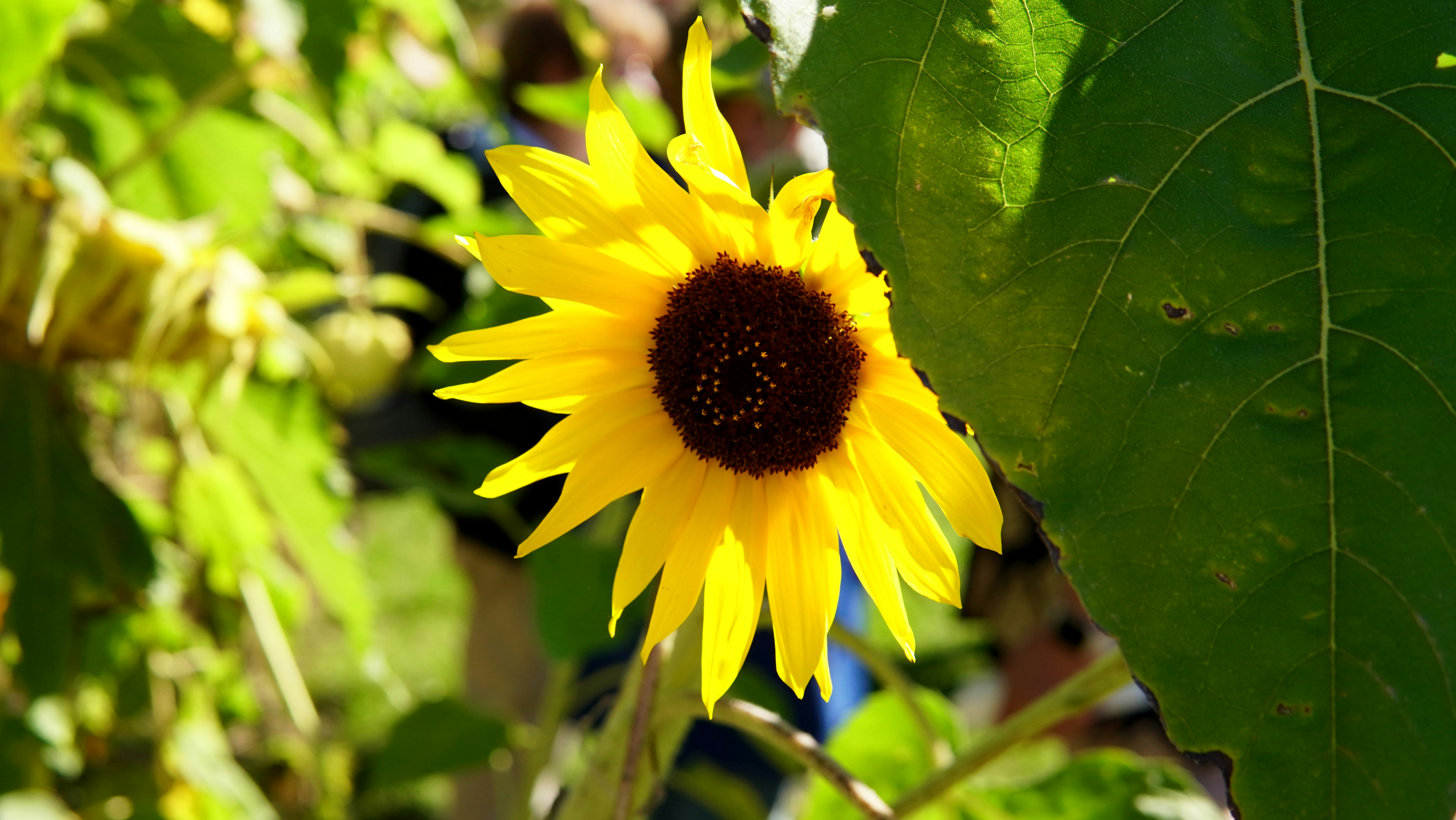Sunlit Serenity: A Sunflower's Embrace