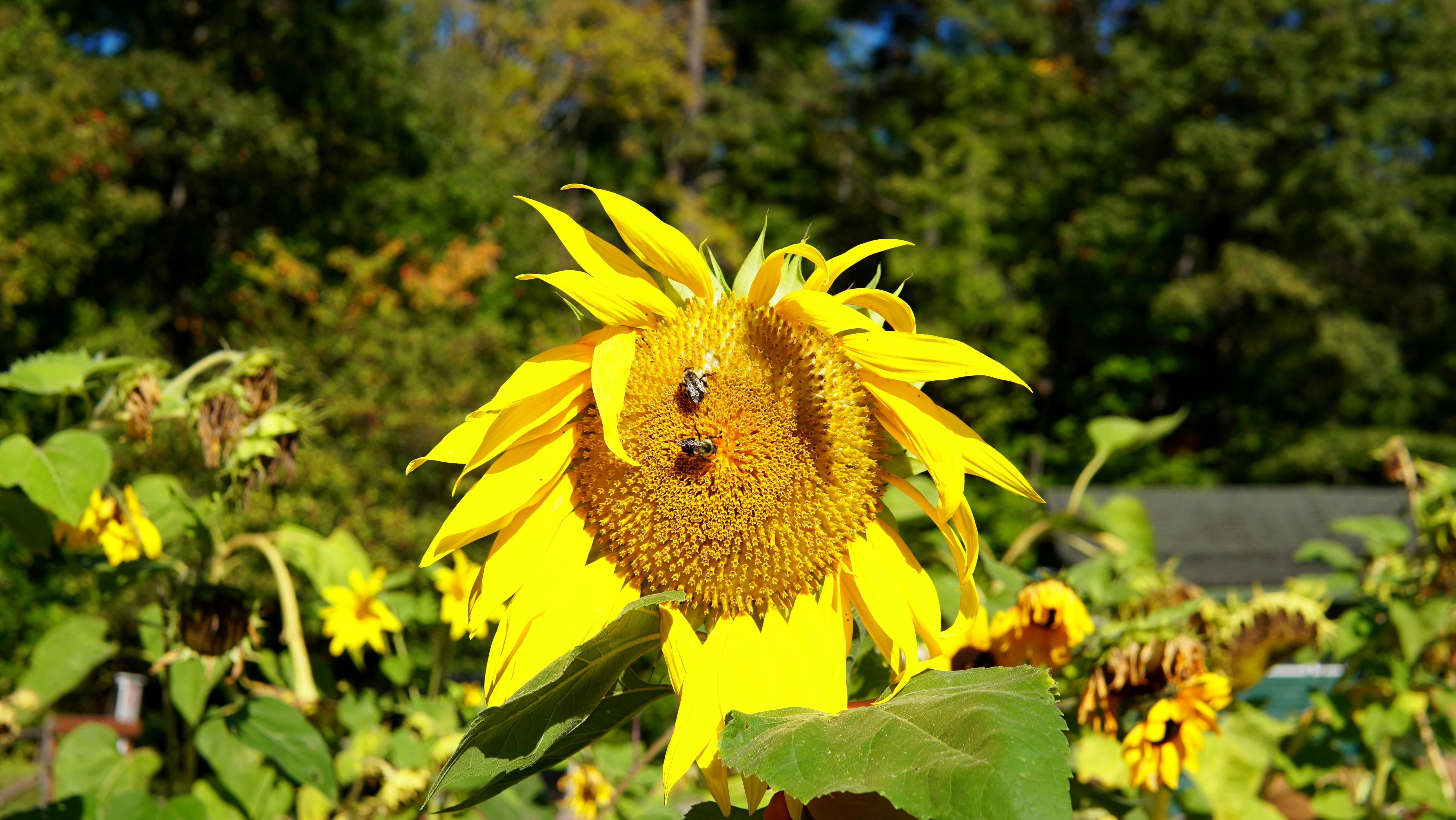 Golden Nectar Seekers: A Sunflower's Embrace