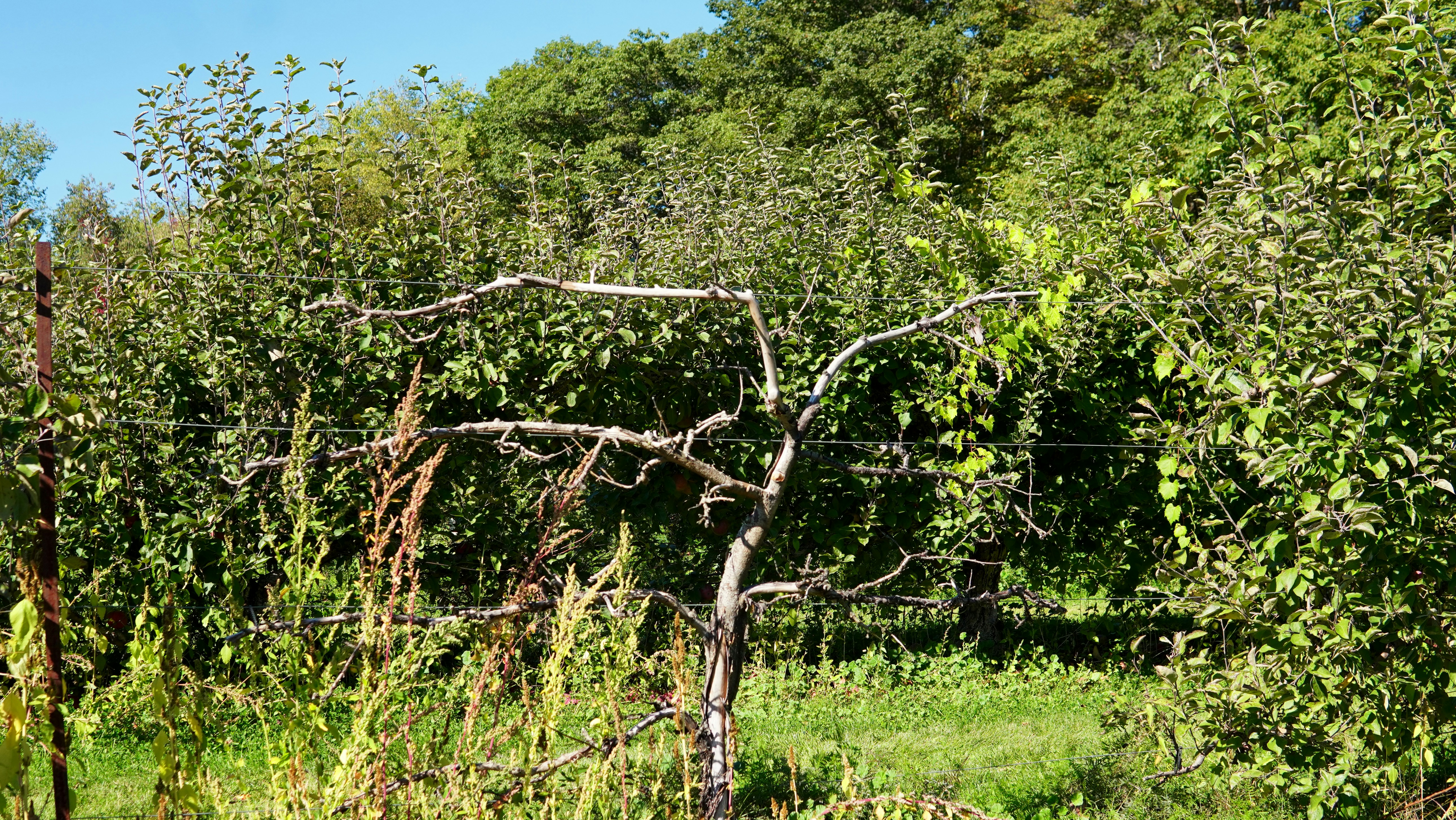 A gnarled tree branch against lush green foliage.