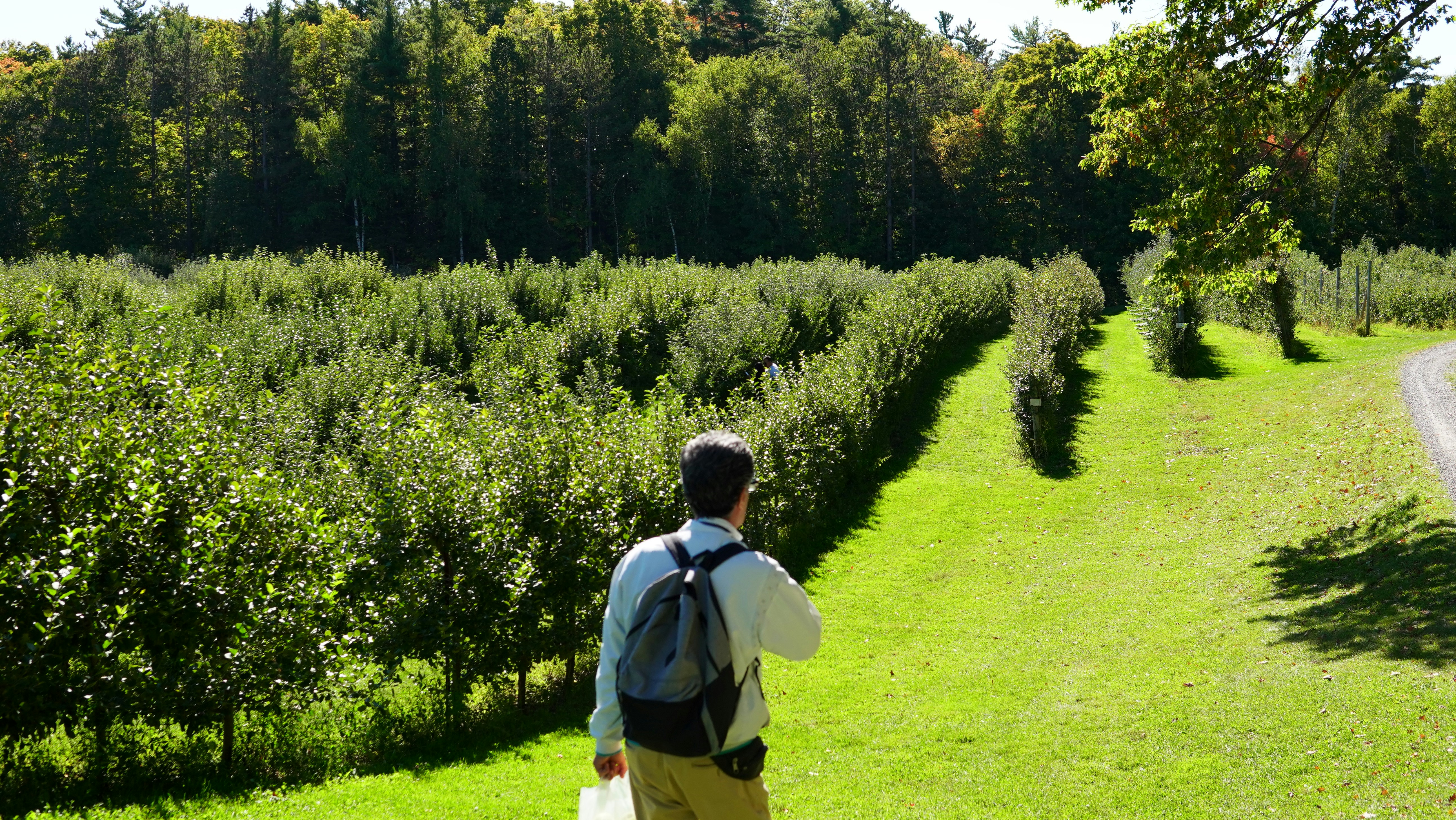 Back to the Rows: A lone backpacker navigating sunlit orchard aisles