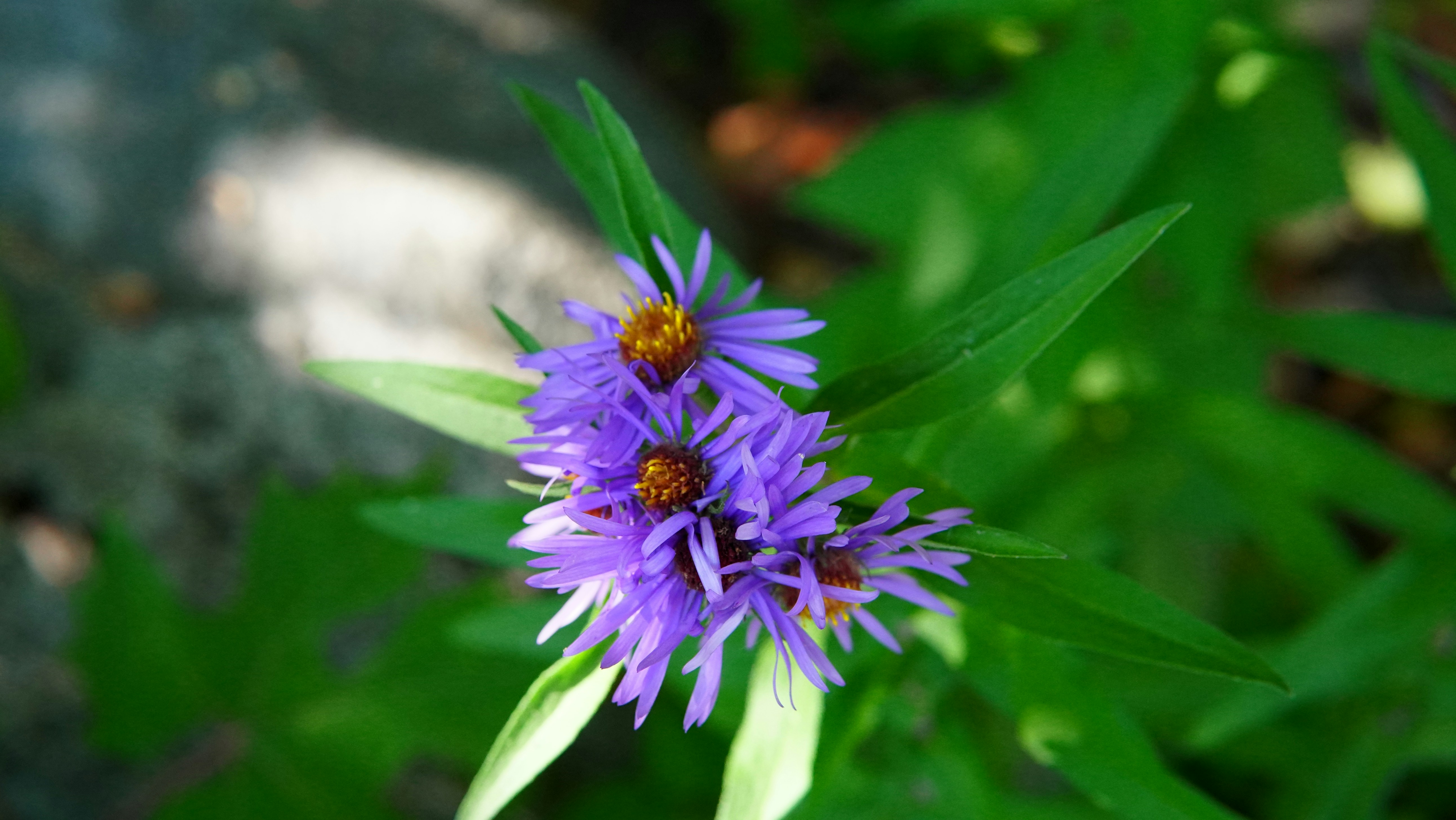 Cluster of purple asters surrounded by green foliage, showcasing intricate details and natural beauty.