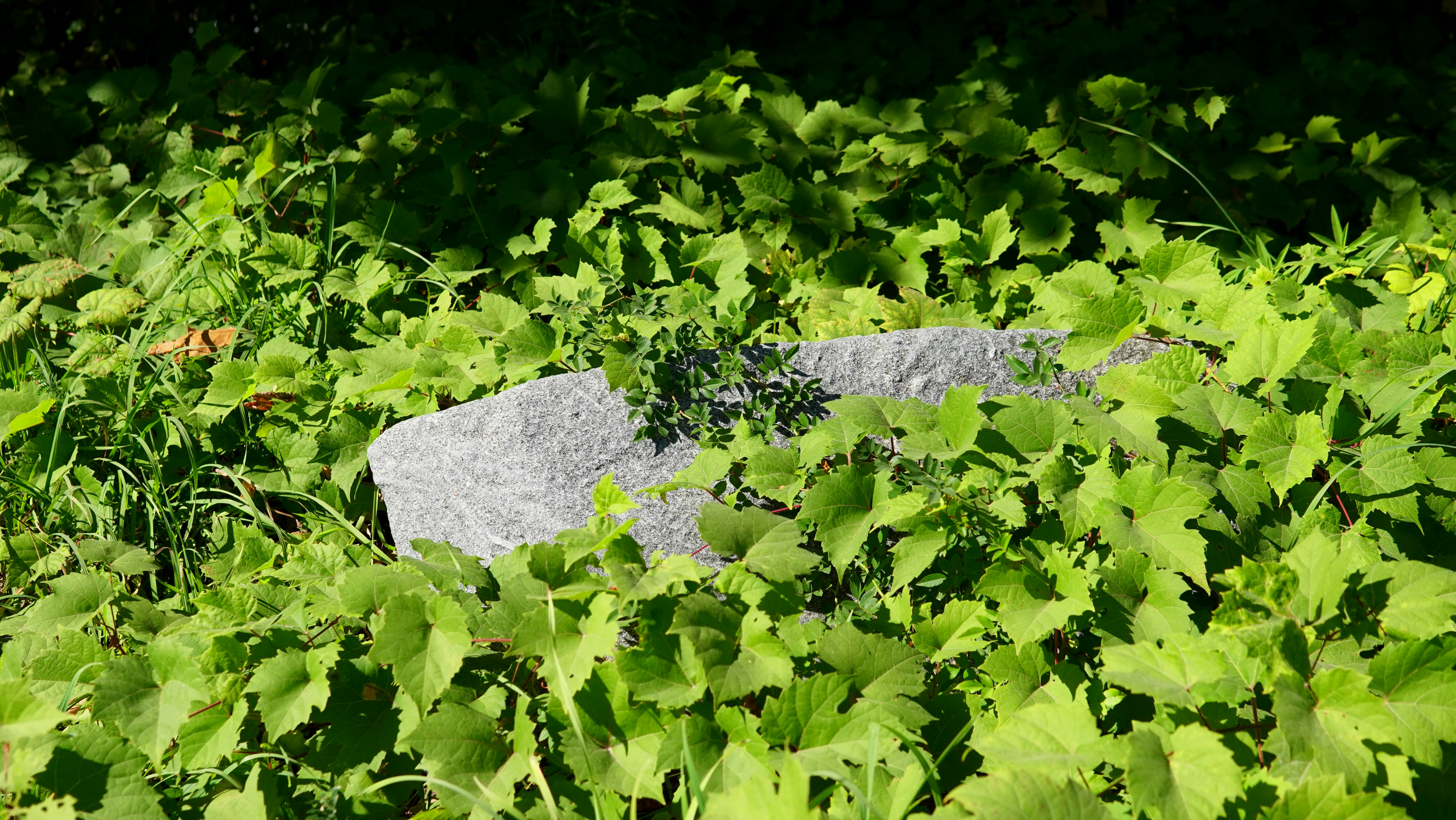 Tombstone covered in green foliage and sunlight