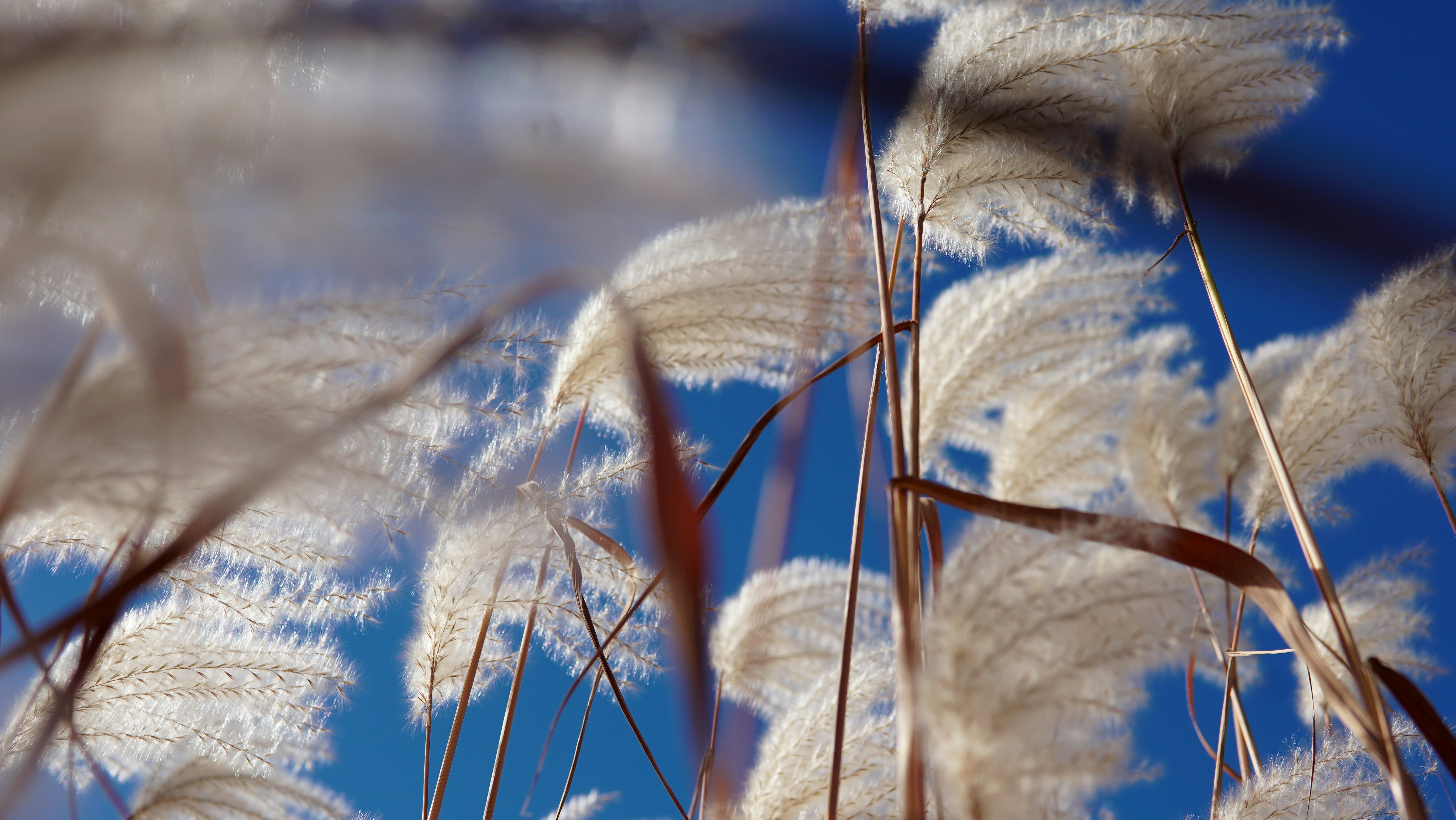 Tall white reeds sway against a bright blue sky.