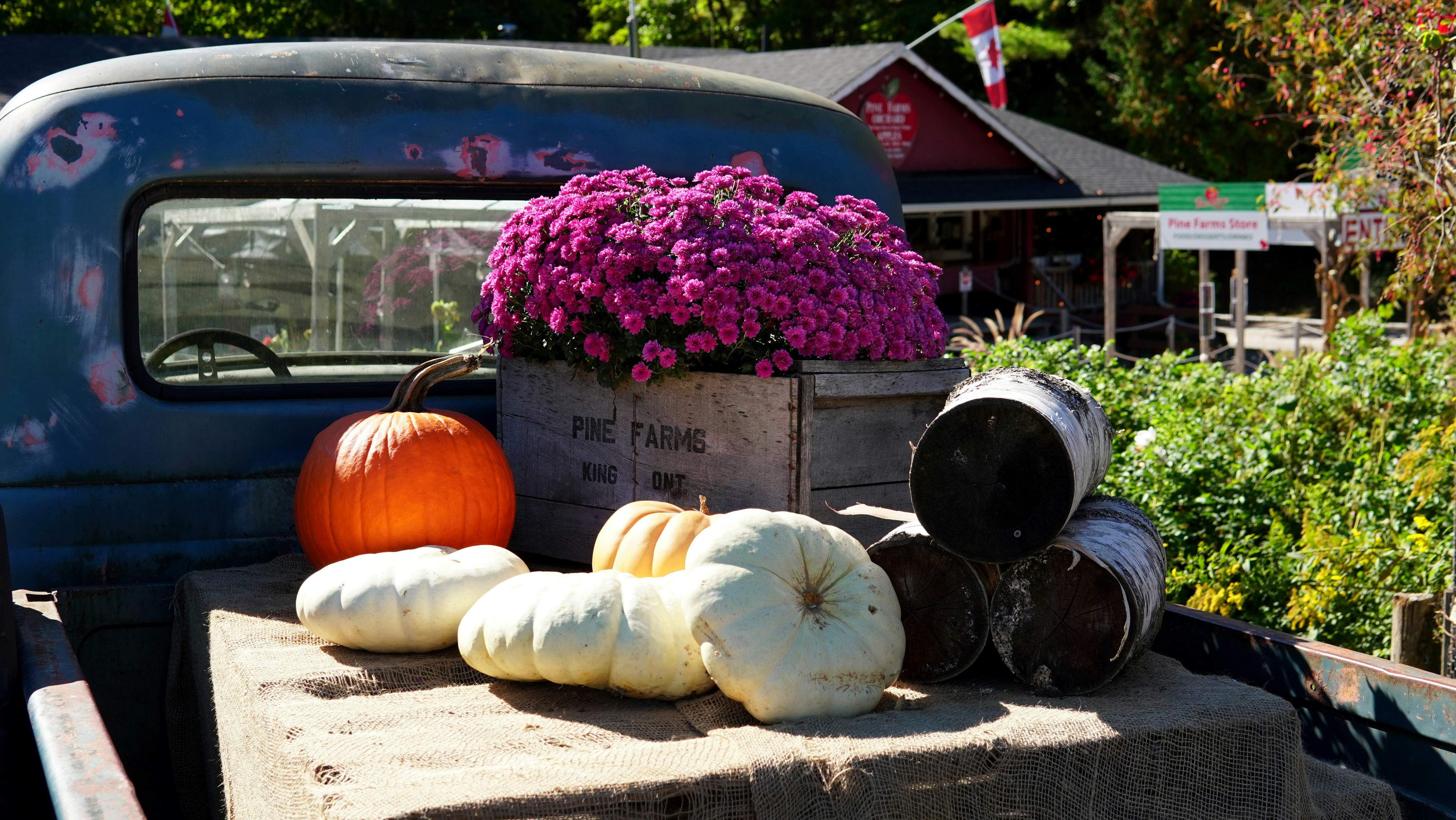 Pumpkins and flowers in the back of a truck.