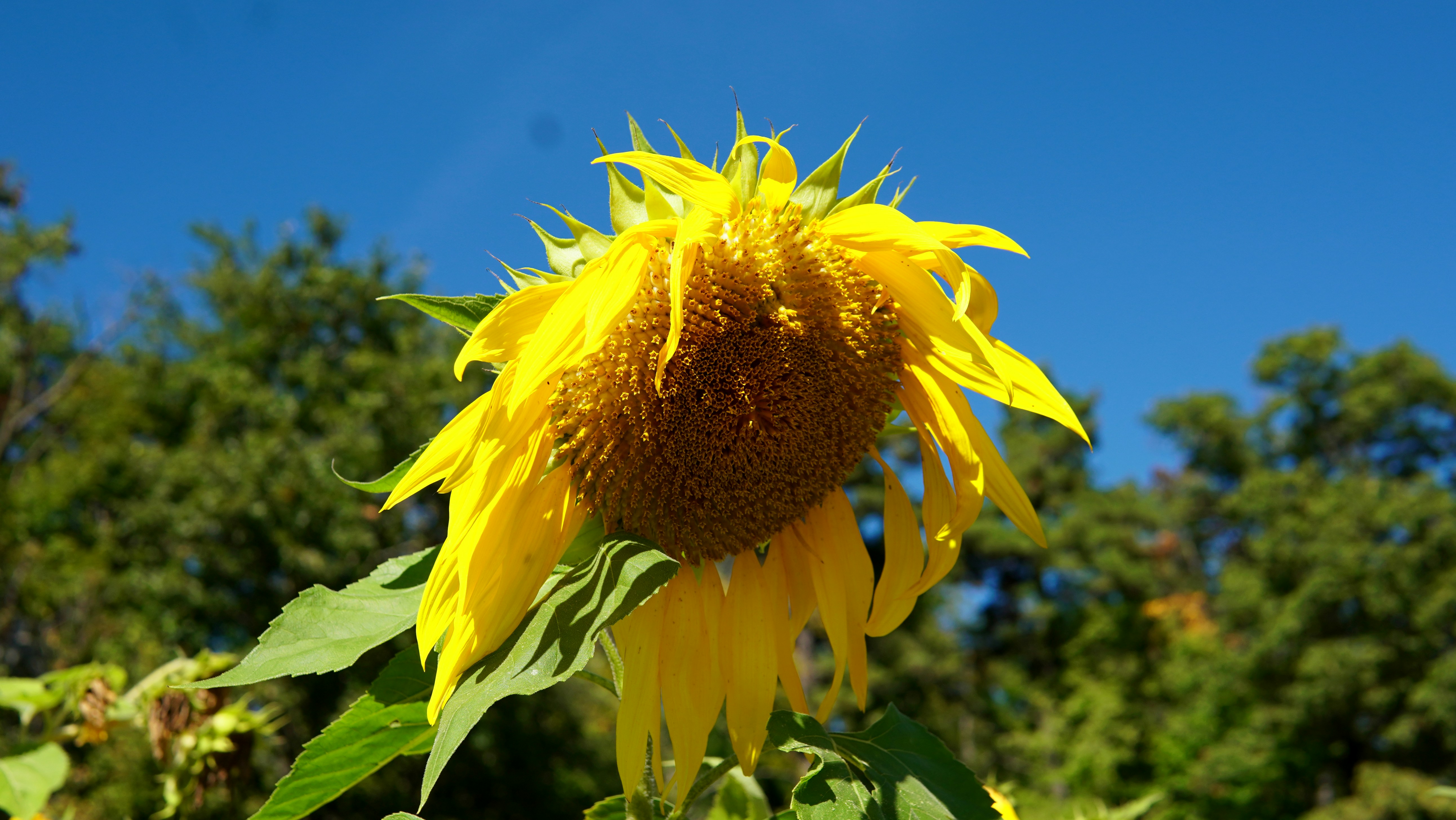 A wilting sunflower against a blue sky.